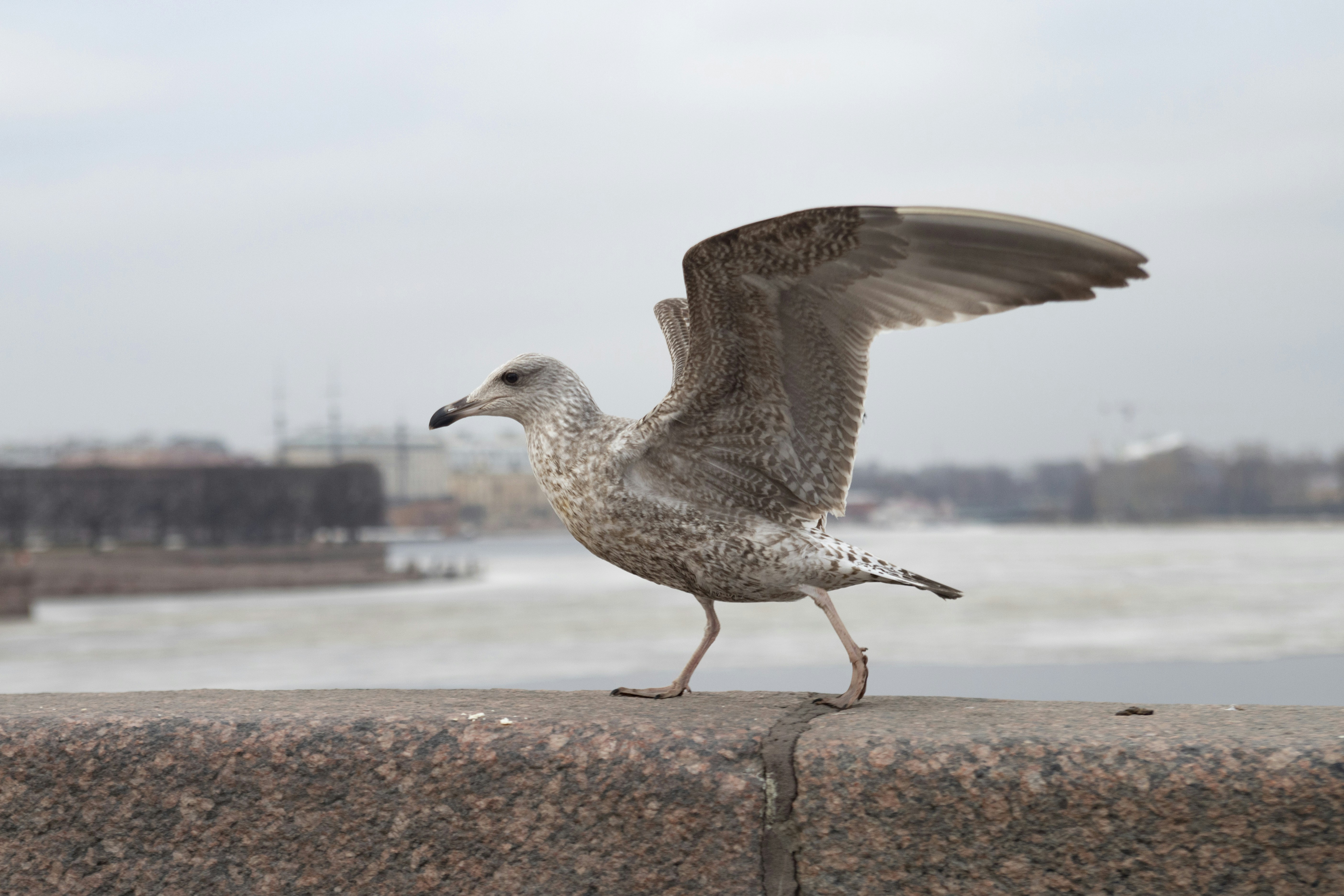 Urban Avian Ascent