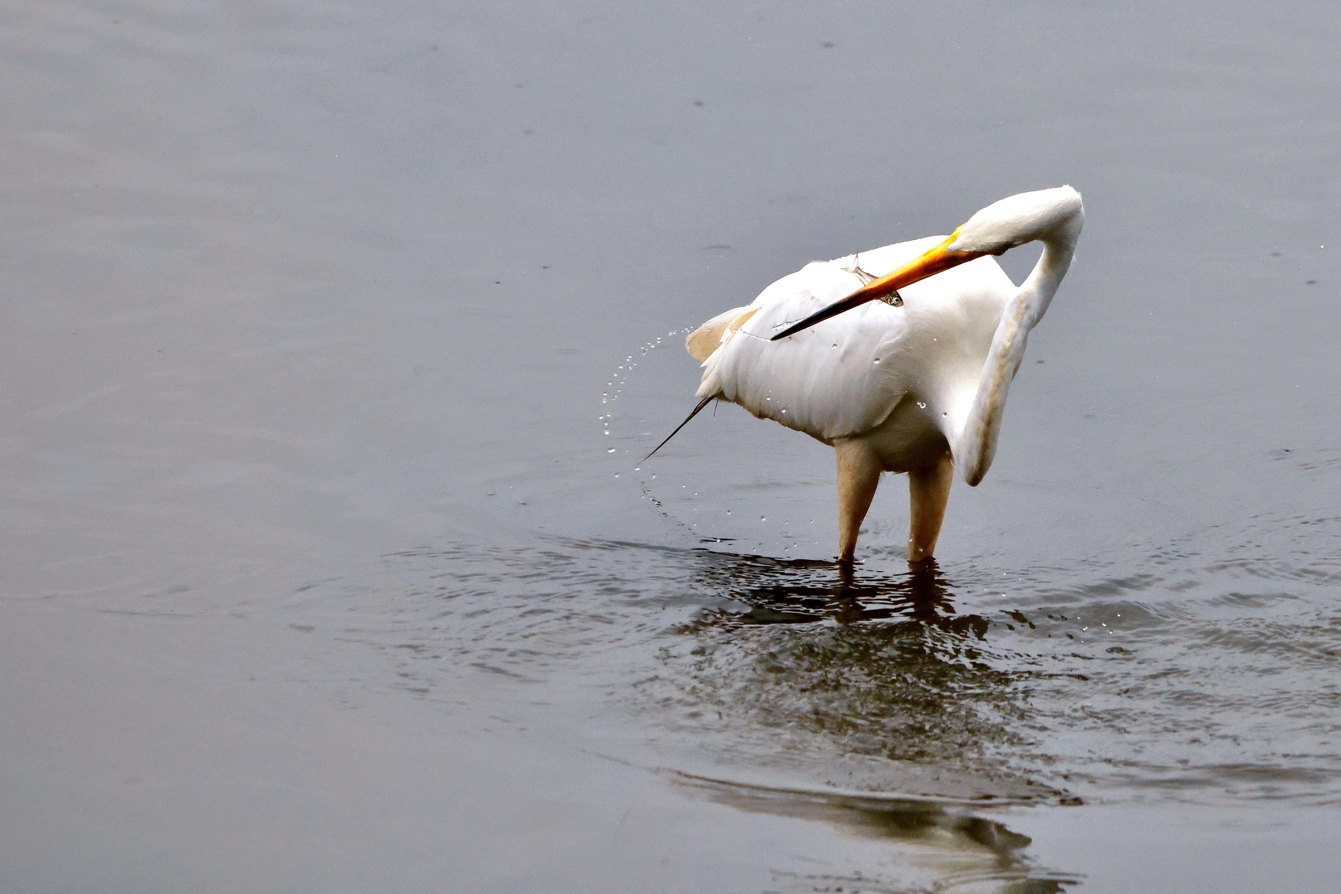 Quiet Preen at the Tidal Edge: White Egret in Still Water