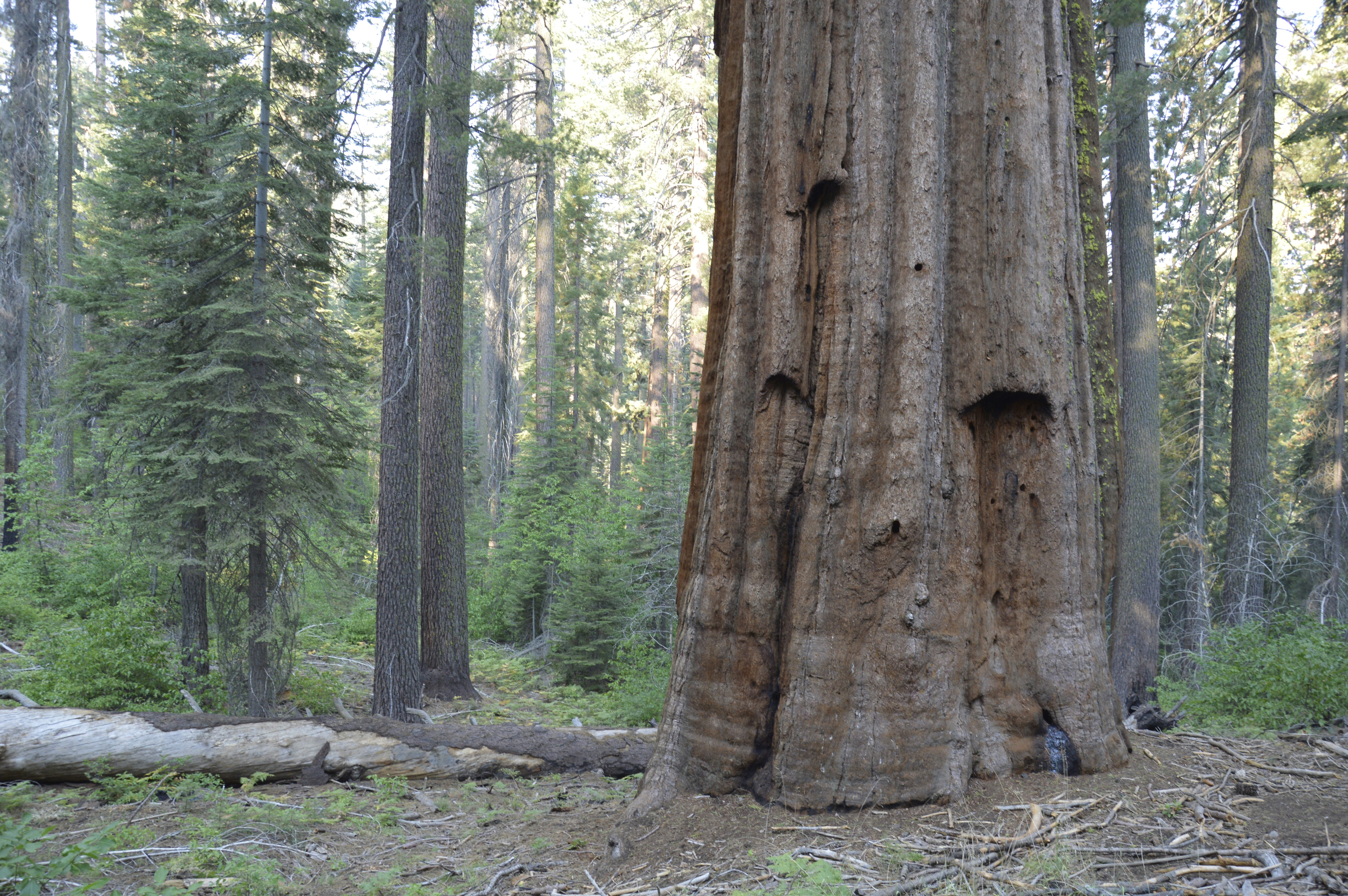 Forest Sentinel: The Hollowed Giant at Dappled Light