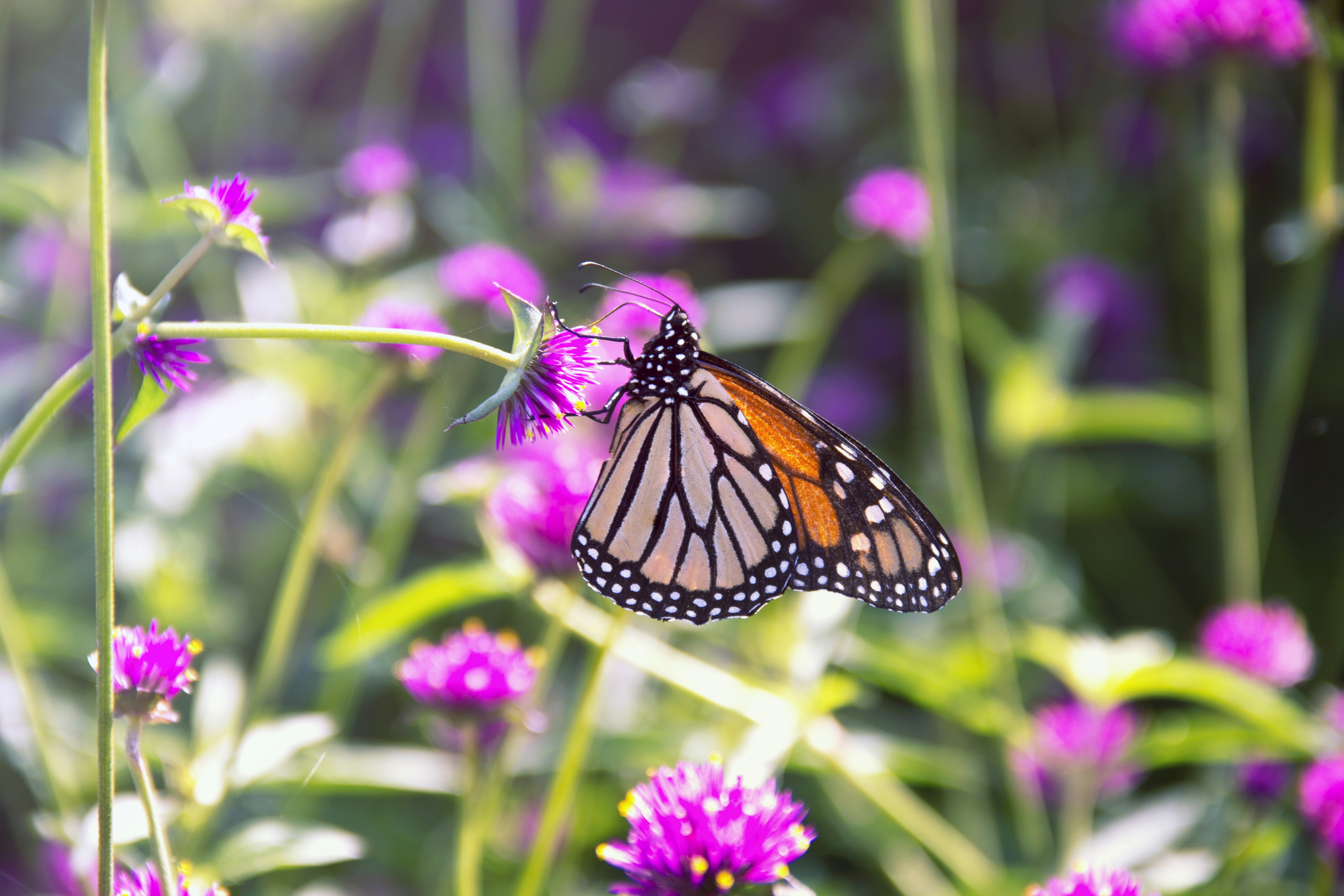 monarch butterfly on a flower | A monarch butterfly rests on a pretty purple flower.