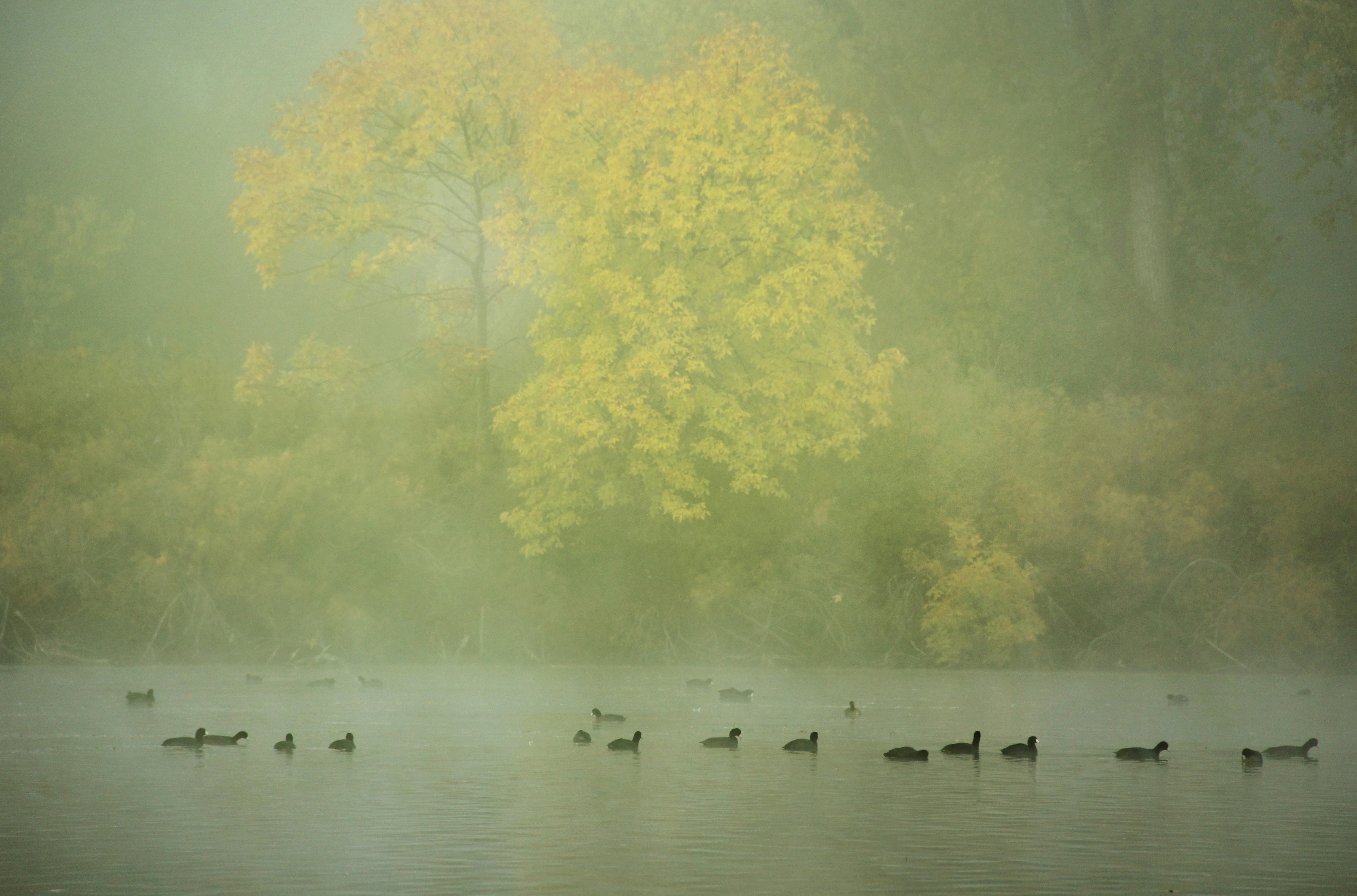 Coots glide across a foggy lake beneath vibrant autumn foliage.
