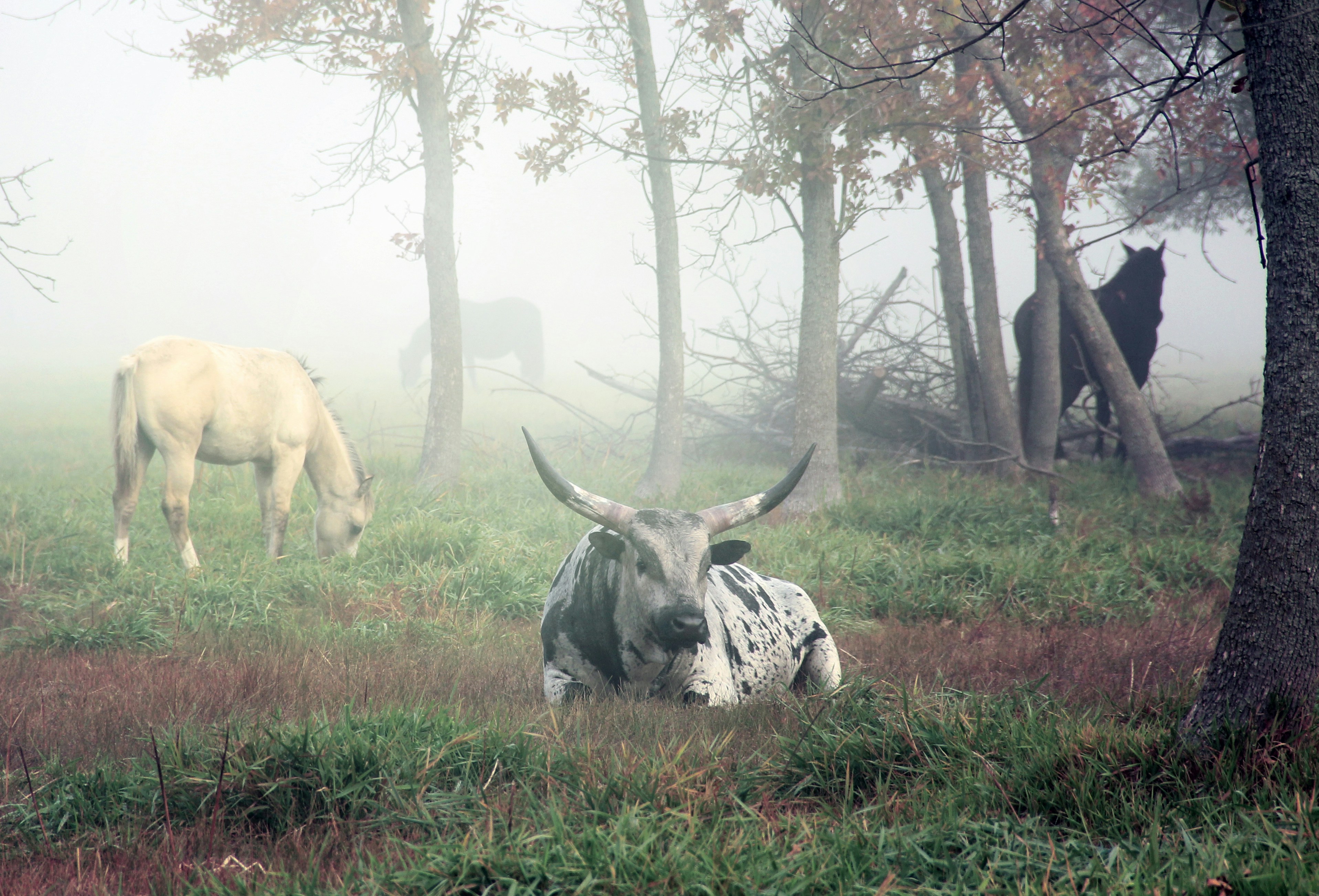 a bull sits in a field with horses on a foggy fall day