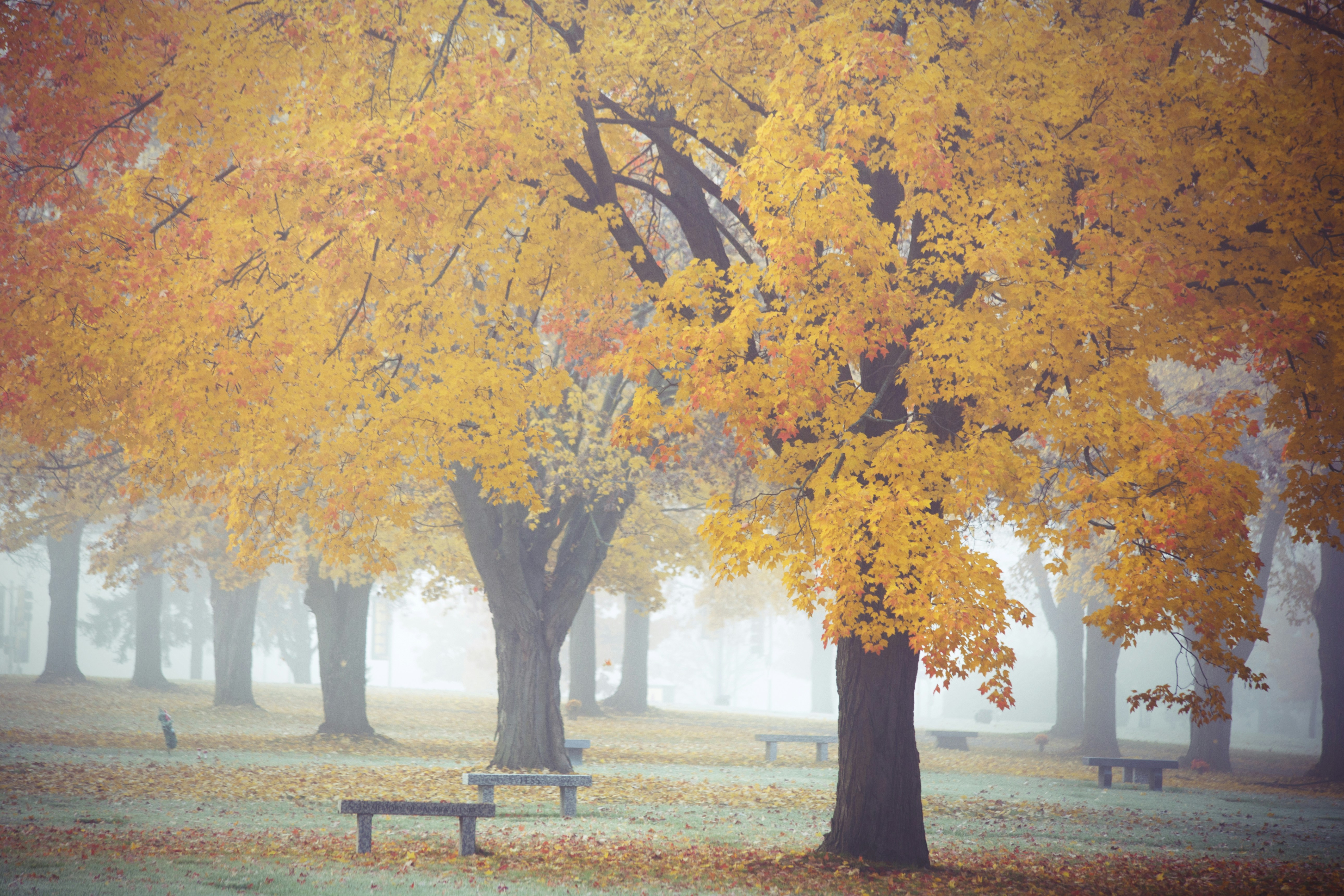 Golden autumn trees in a foggy park setting. photo – Free Autumn Image ...