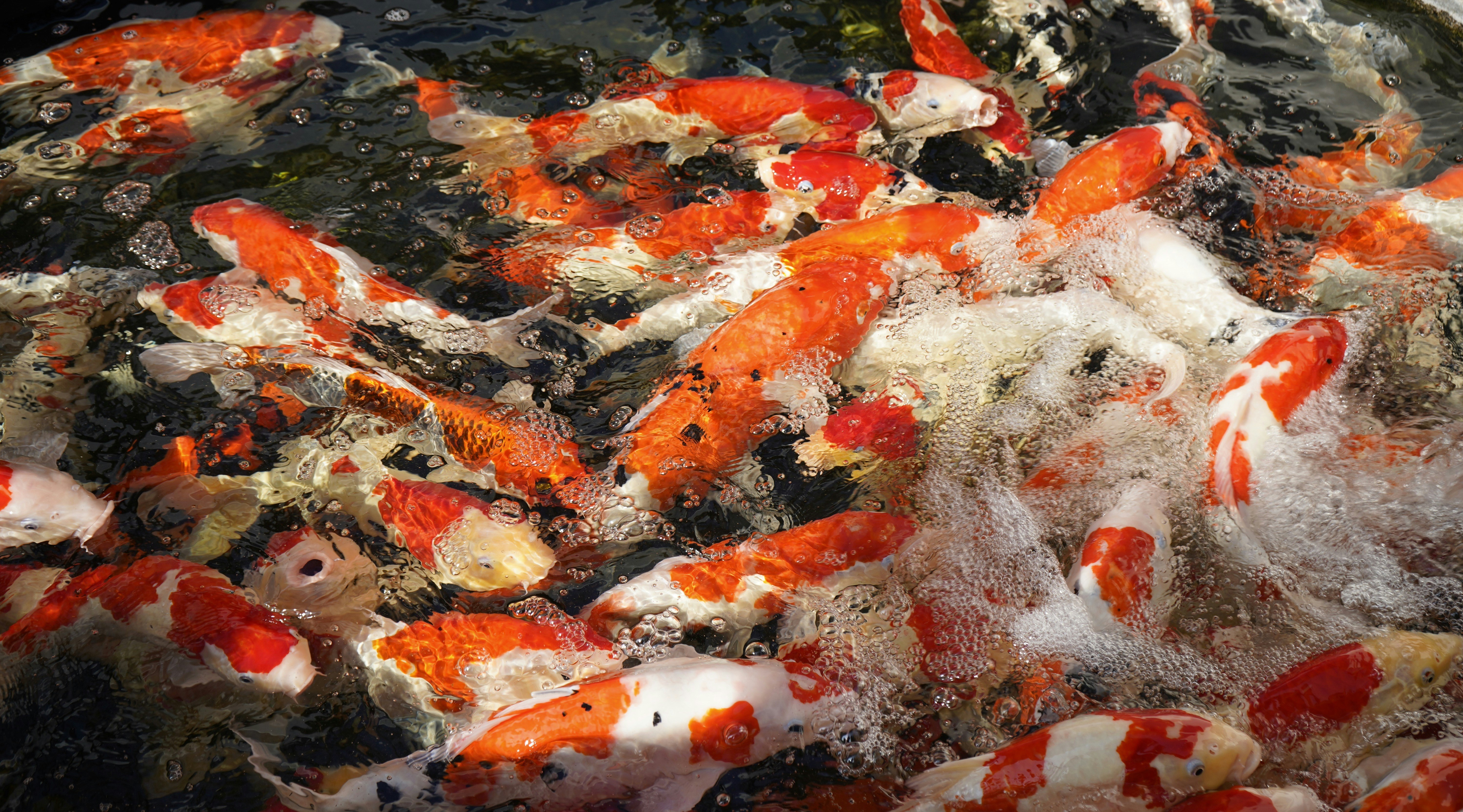 Koi fish are swimming together in the pond. photo – Free Wallpaper ...