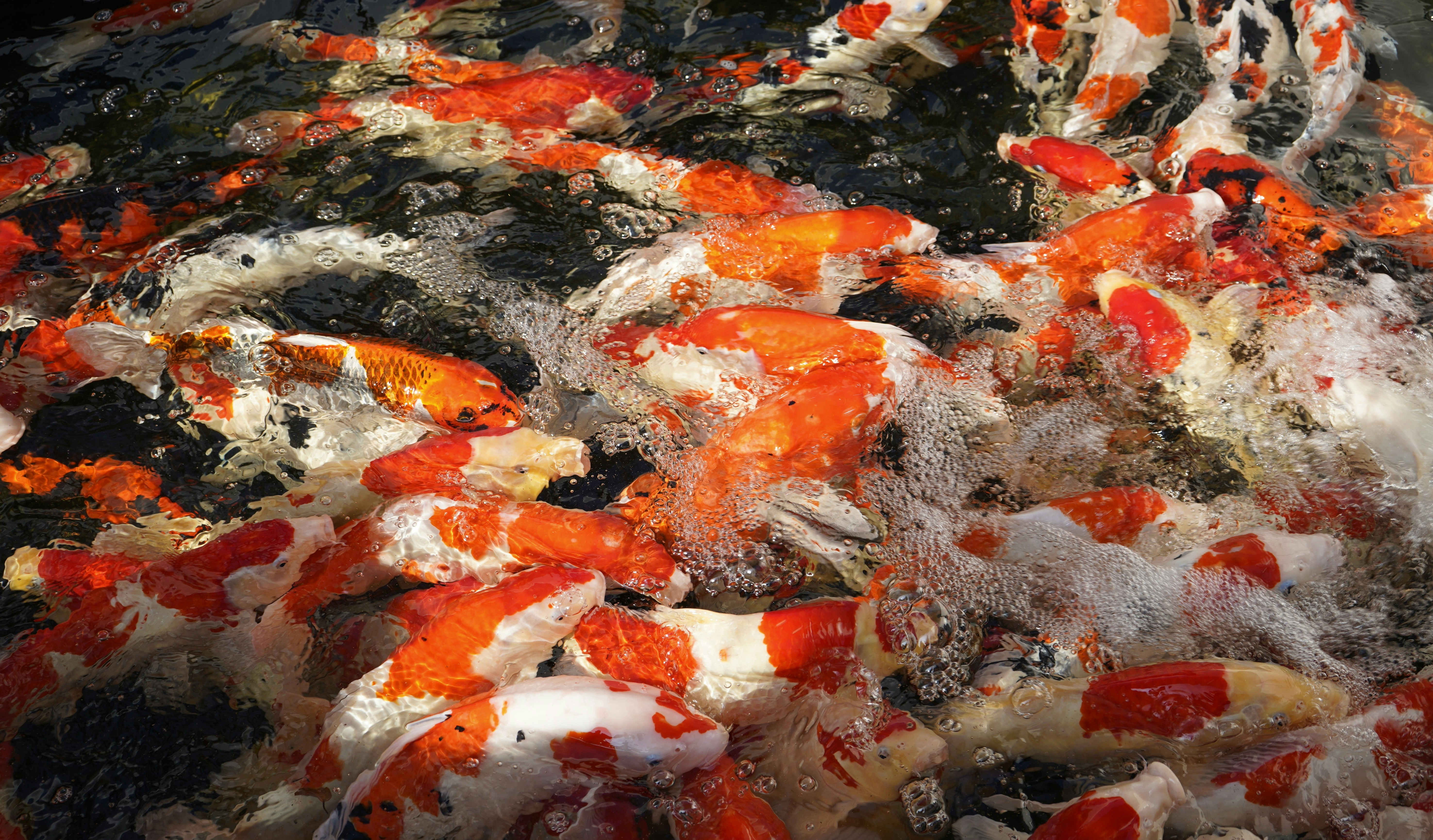Harmony in Motion: Koi Dance