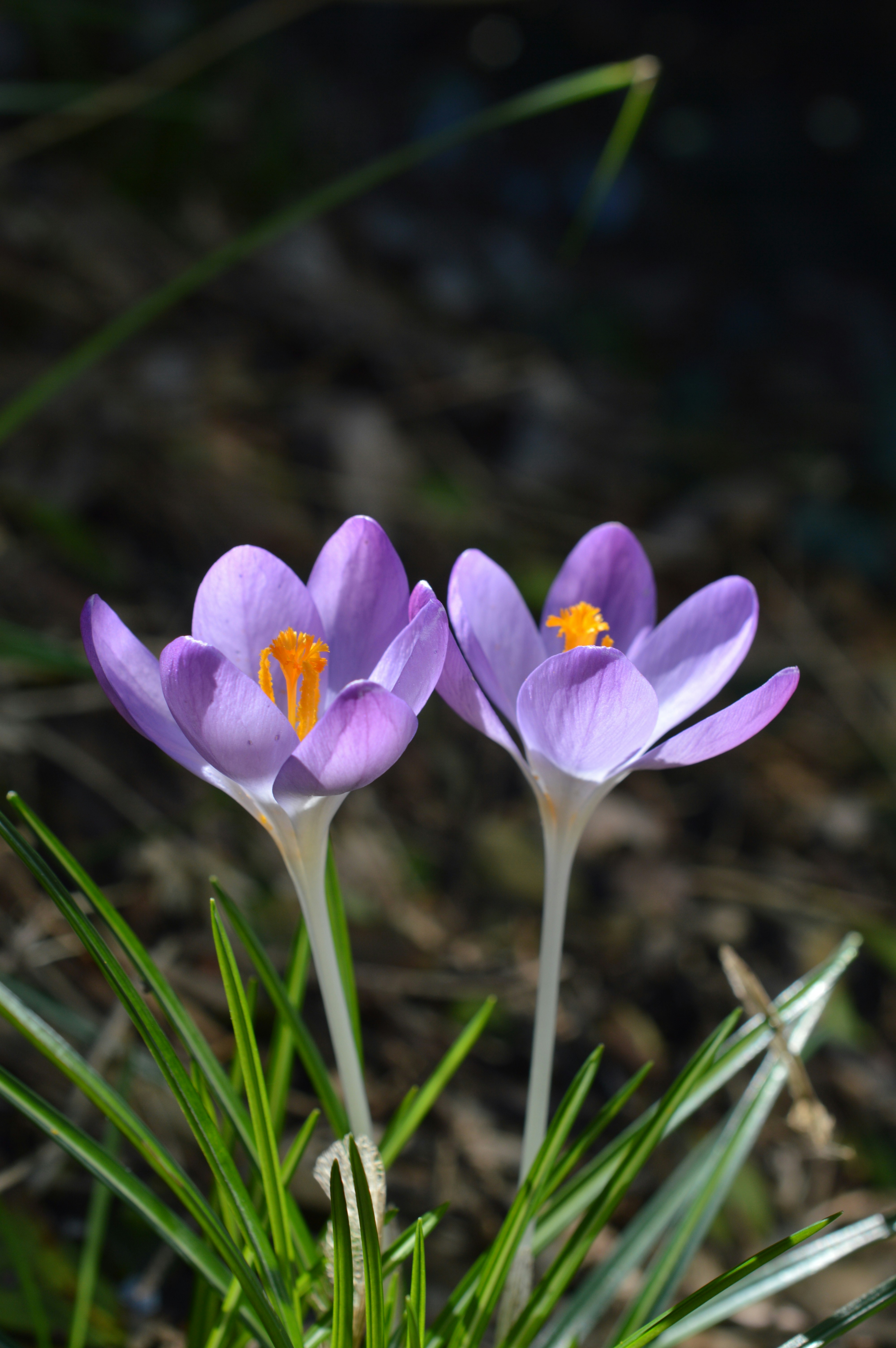 Two purple crocuses bloom in the garden. photo – Free Flower Image on ...