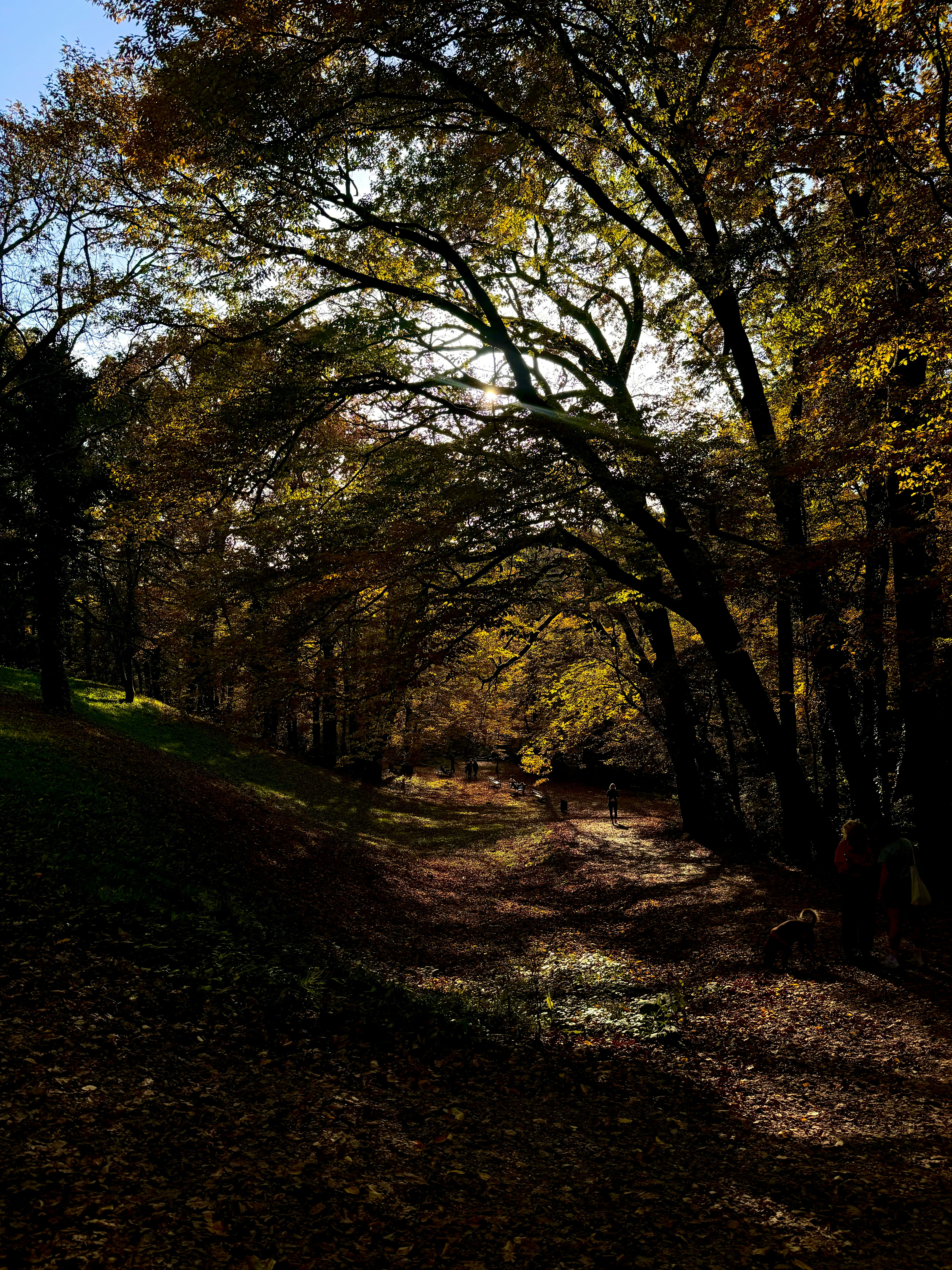 Autumnal trees line a sunlit path in the forest. photo – Free Forest ...