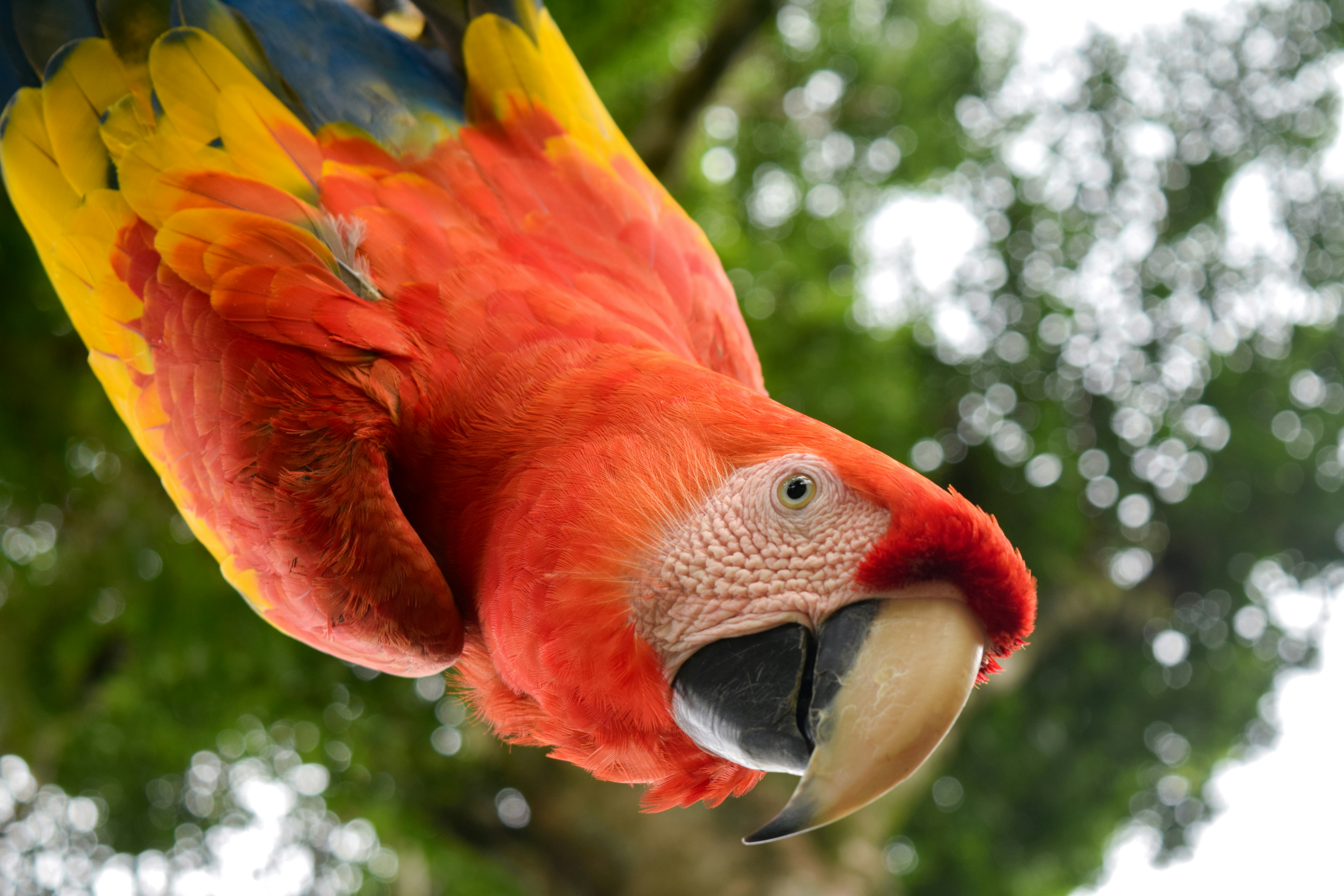 Upside-Down Scarlet: A Macaw in a Burst of Green
