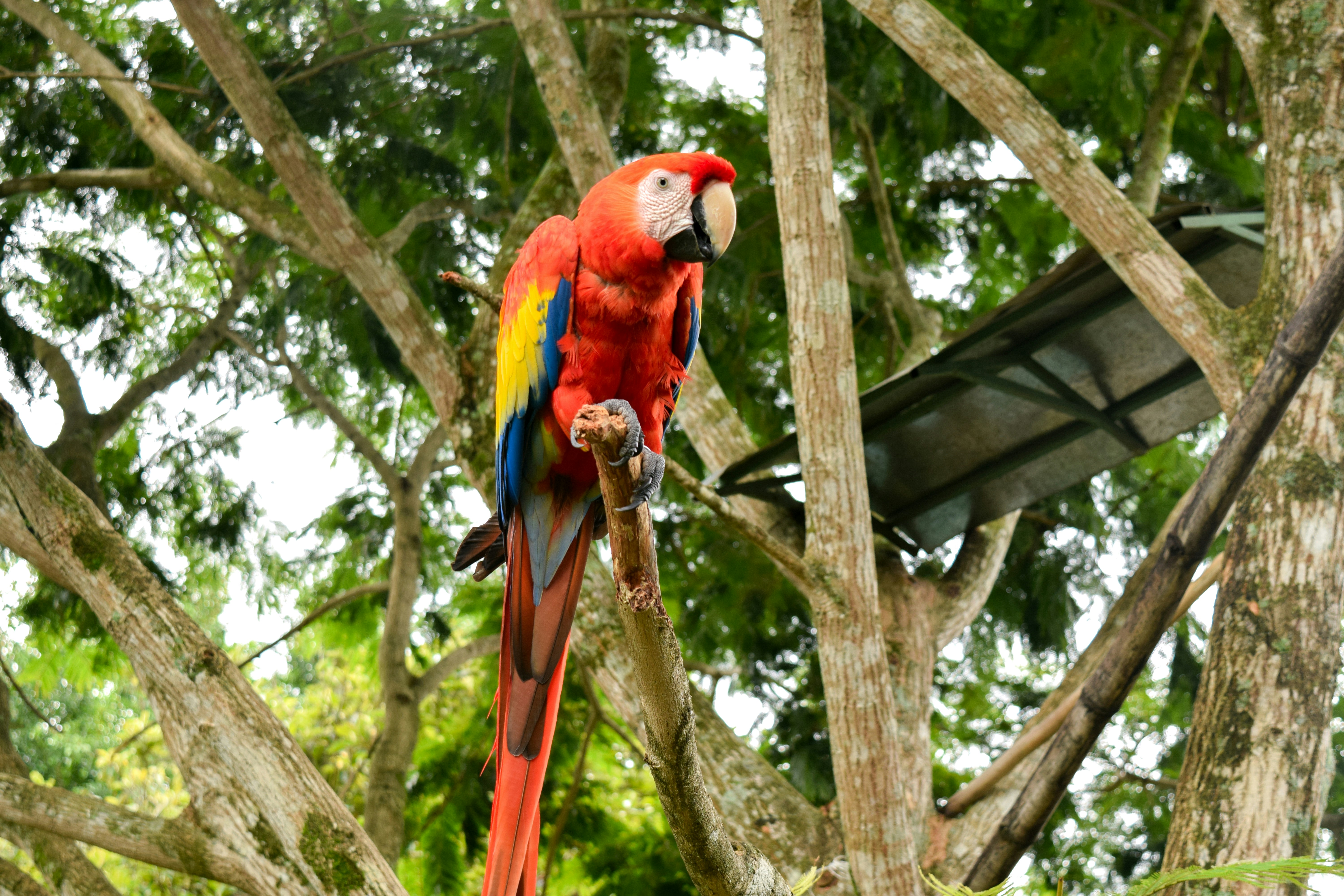 A colorful macaw perches on a tree branch. photo – Free Wallpaper Image ...