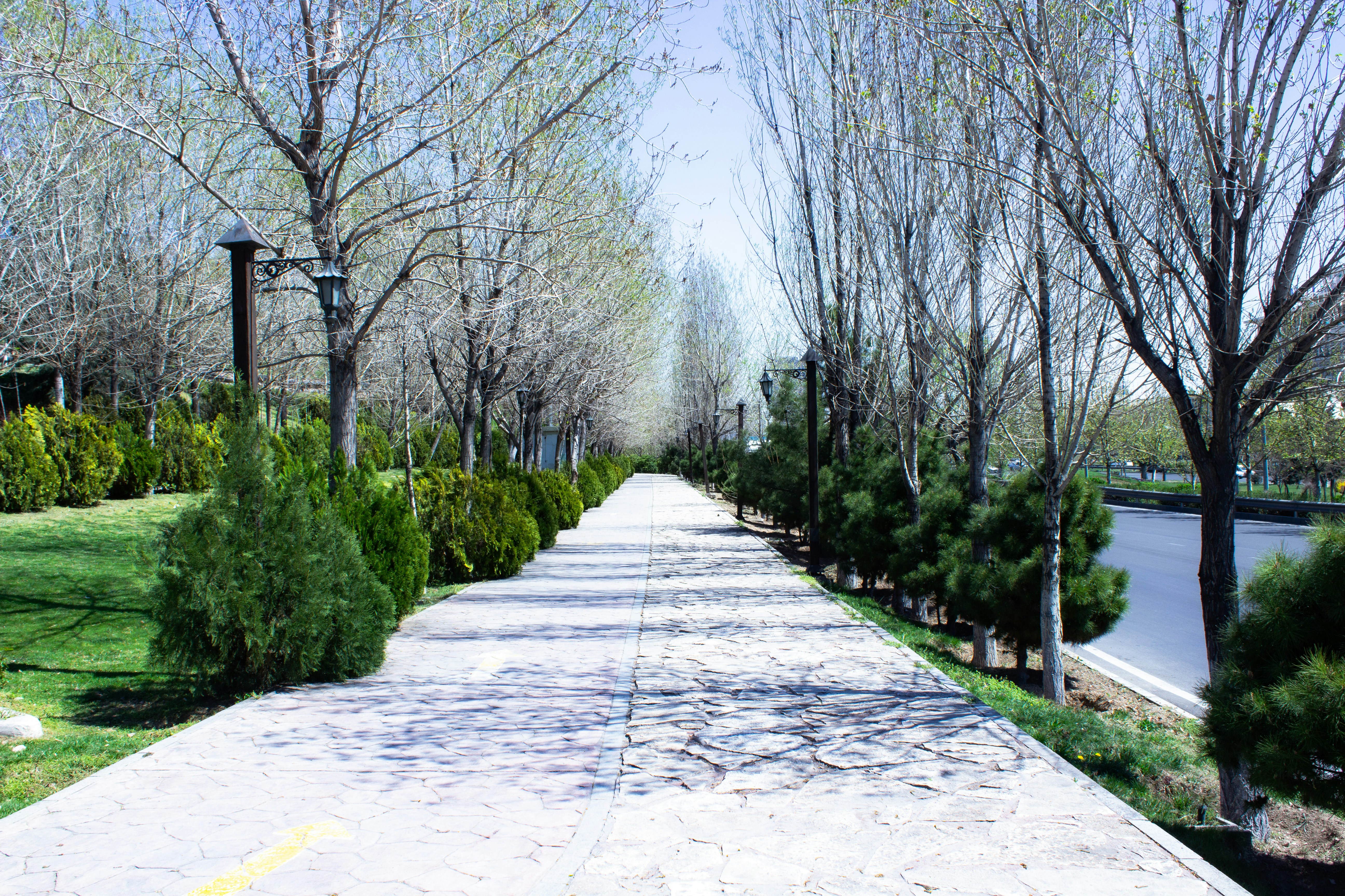 A path lined with trees leads into distance.