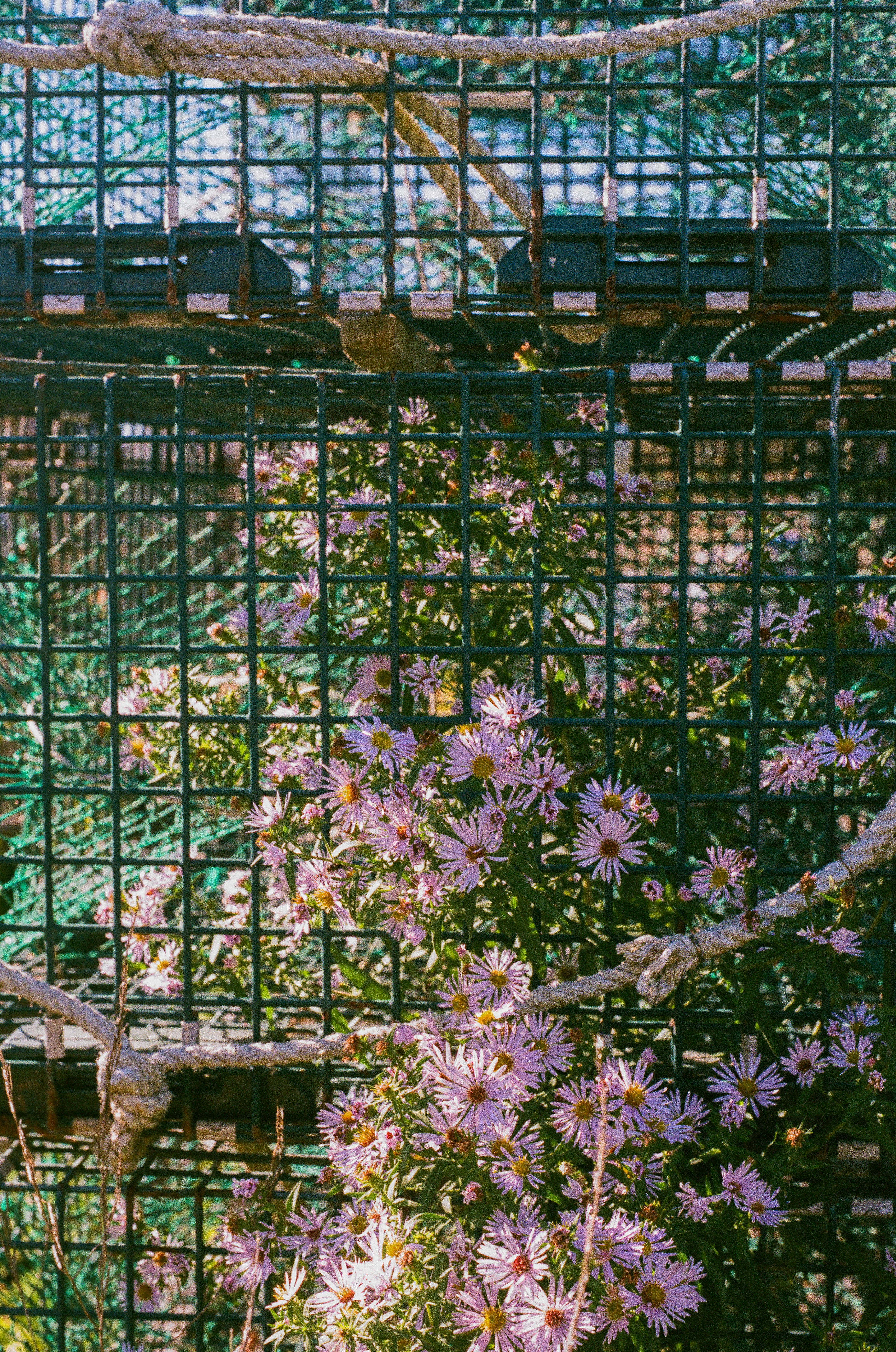 Flowers bloom inside a lobster trap. photo – Free Flowers Image on Unsplash