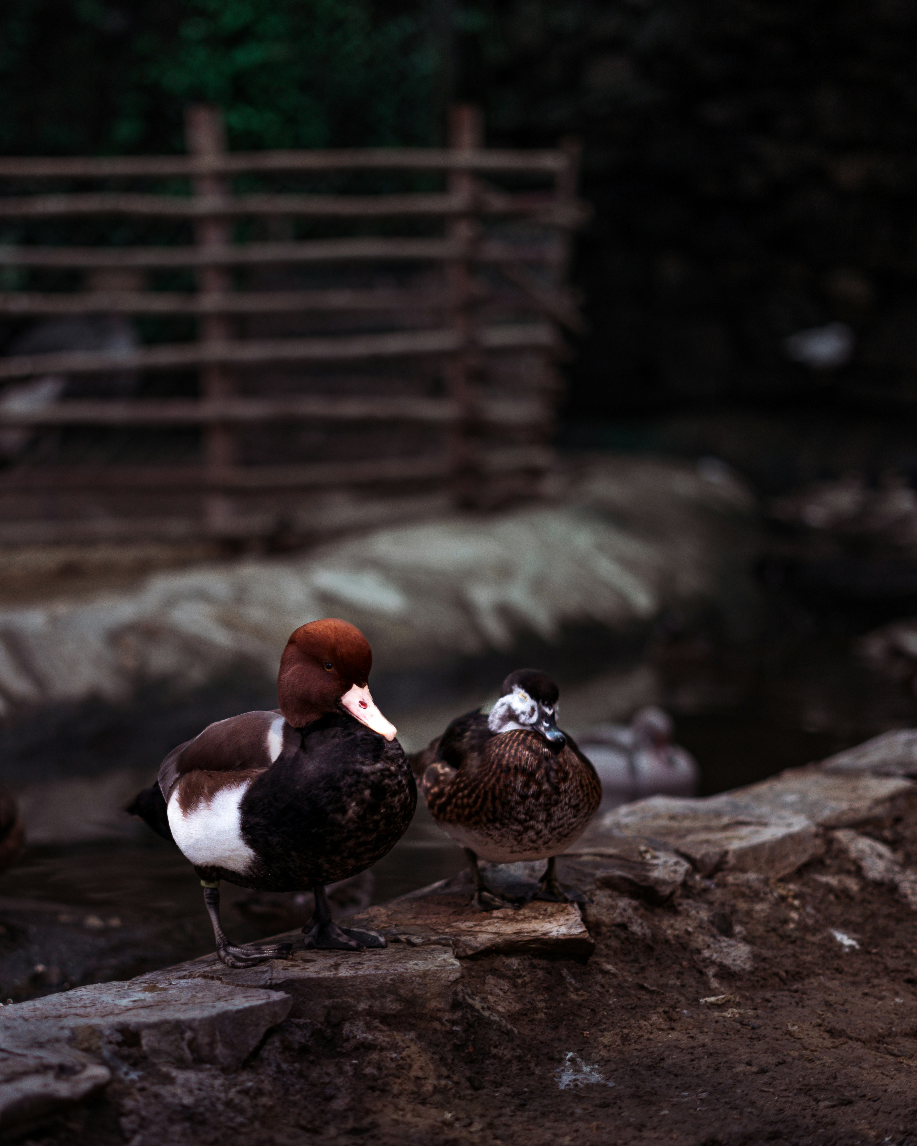 Redhead and Friend on a Weathered Stone Perch by a Quiet Pond
