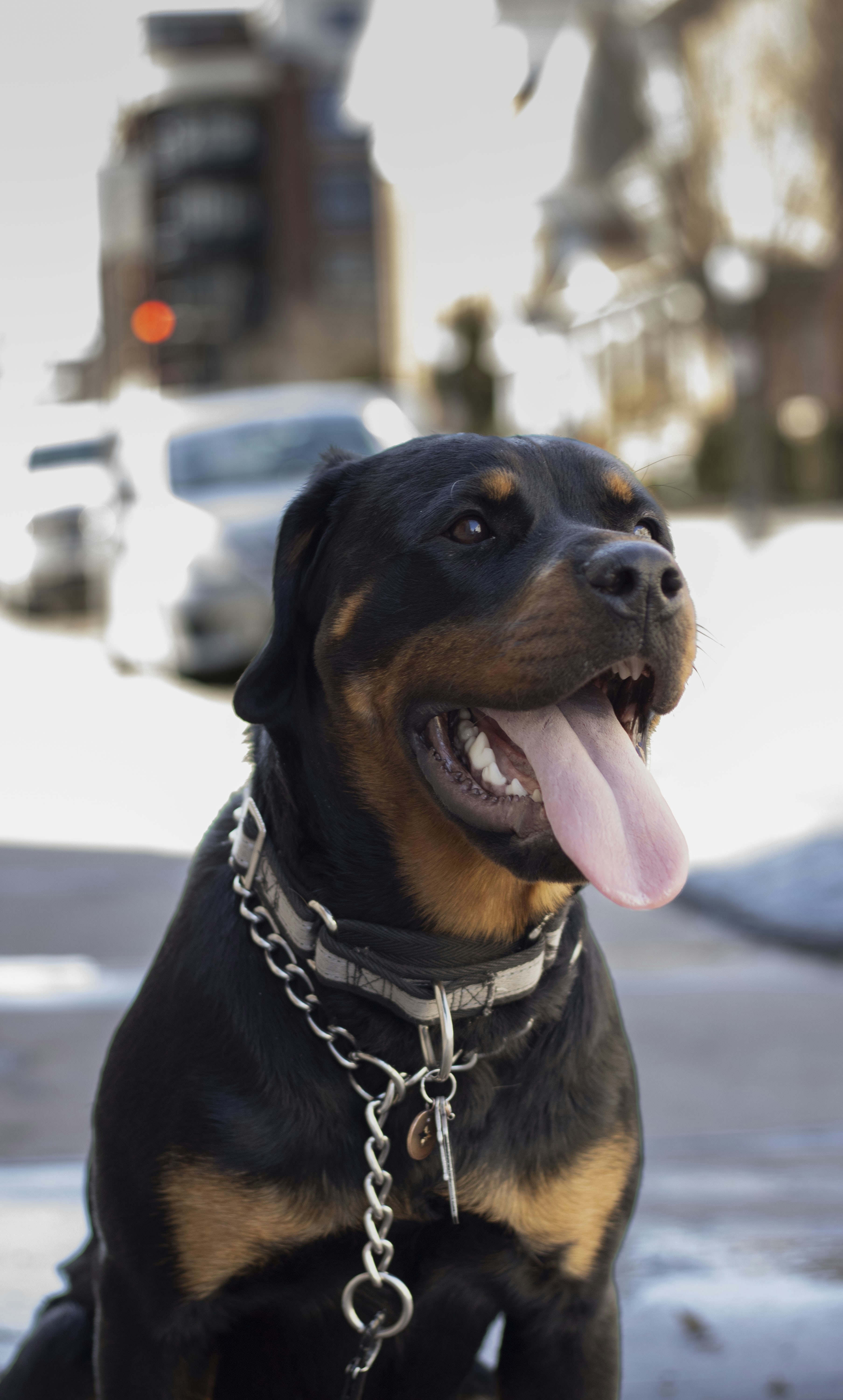 A happy rottweiler sits, panting in the city. photo – Free Dogs Image ...