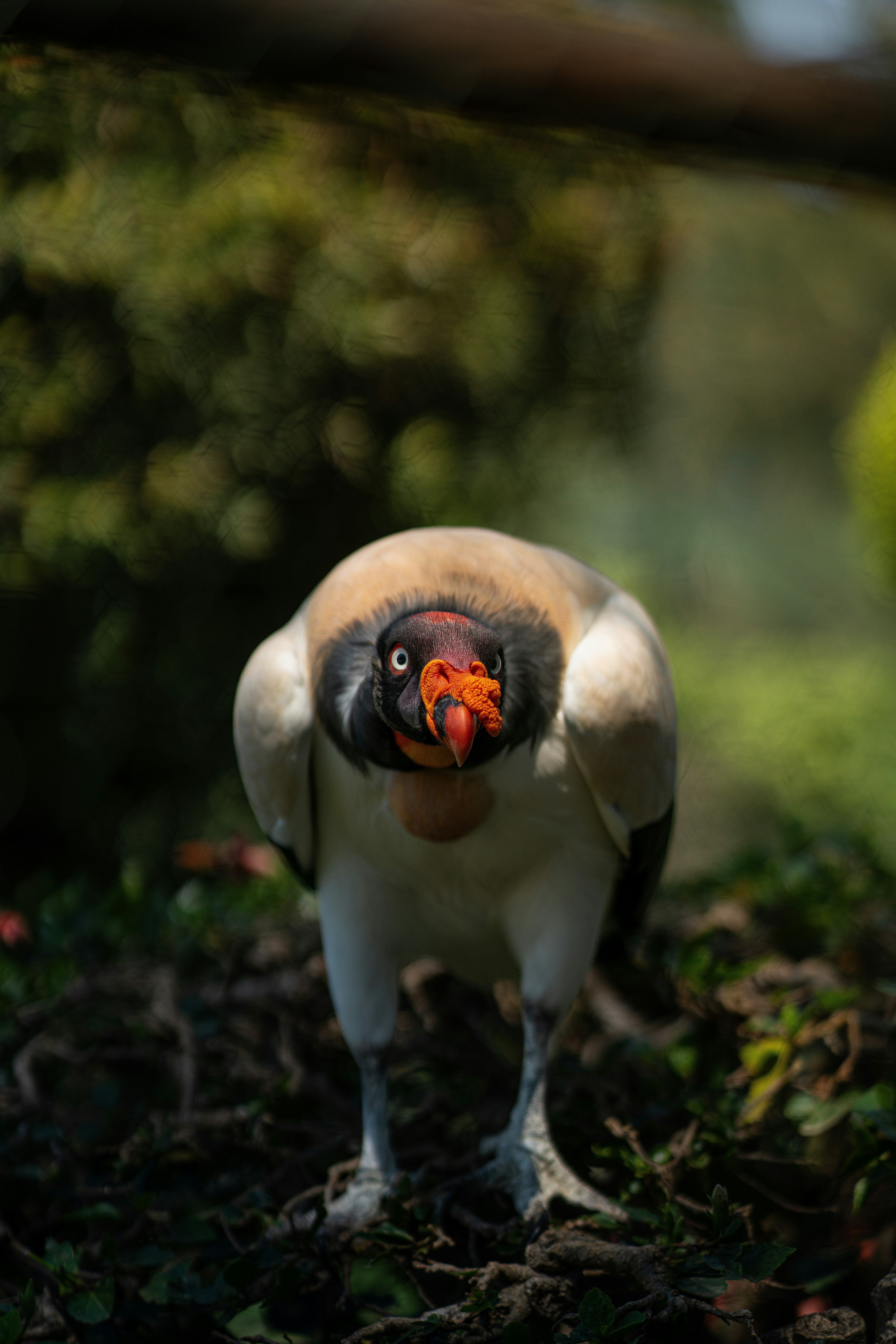 Close-Range Stare: An Orange-Faced Wader Gathers Gaze in Dappled Light
