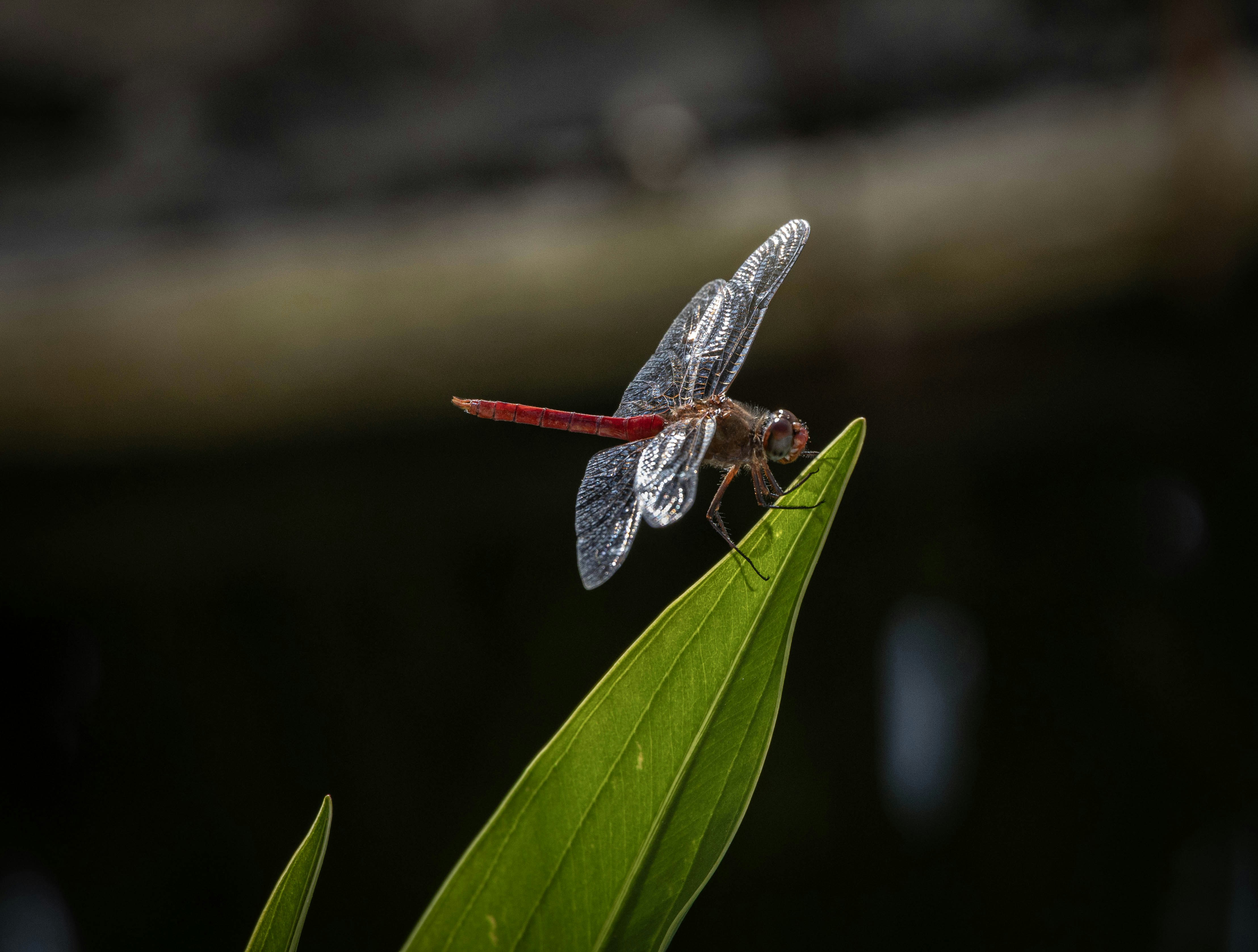 Dragonfly Poised on a Leafy Perch