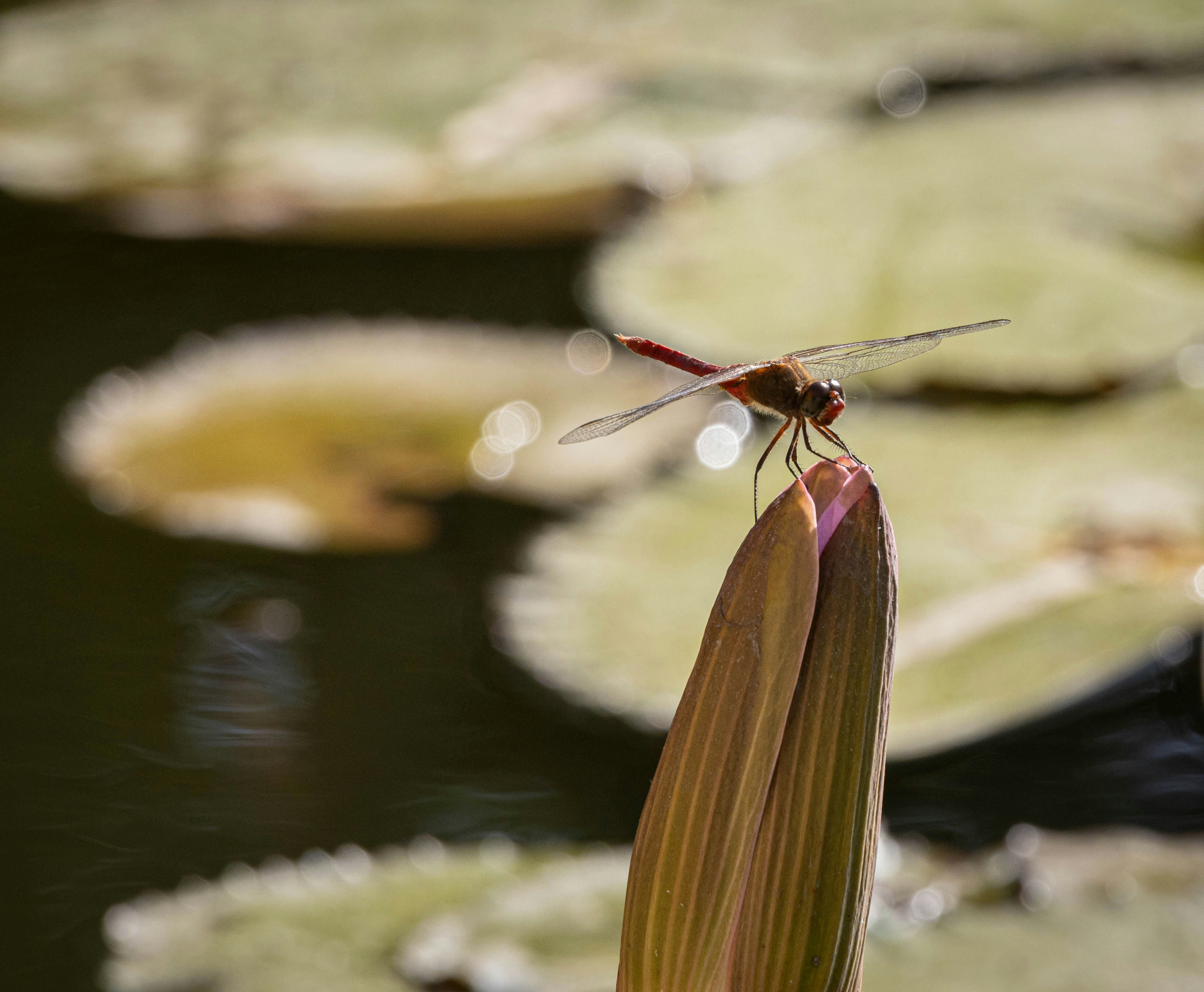 Photo by Alfonso Betancourt with Canon EOS R