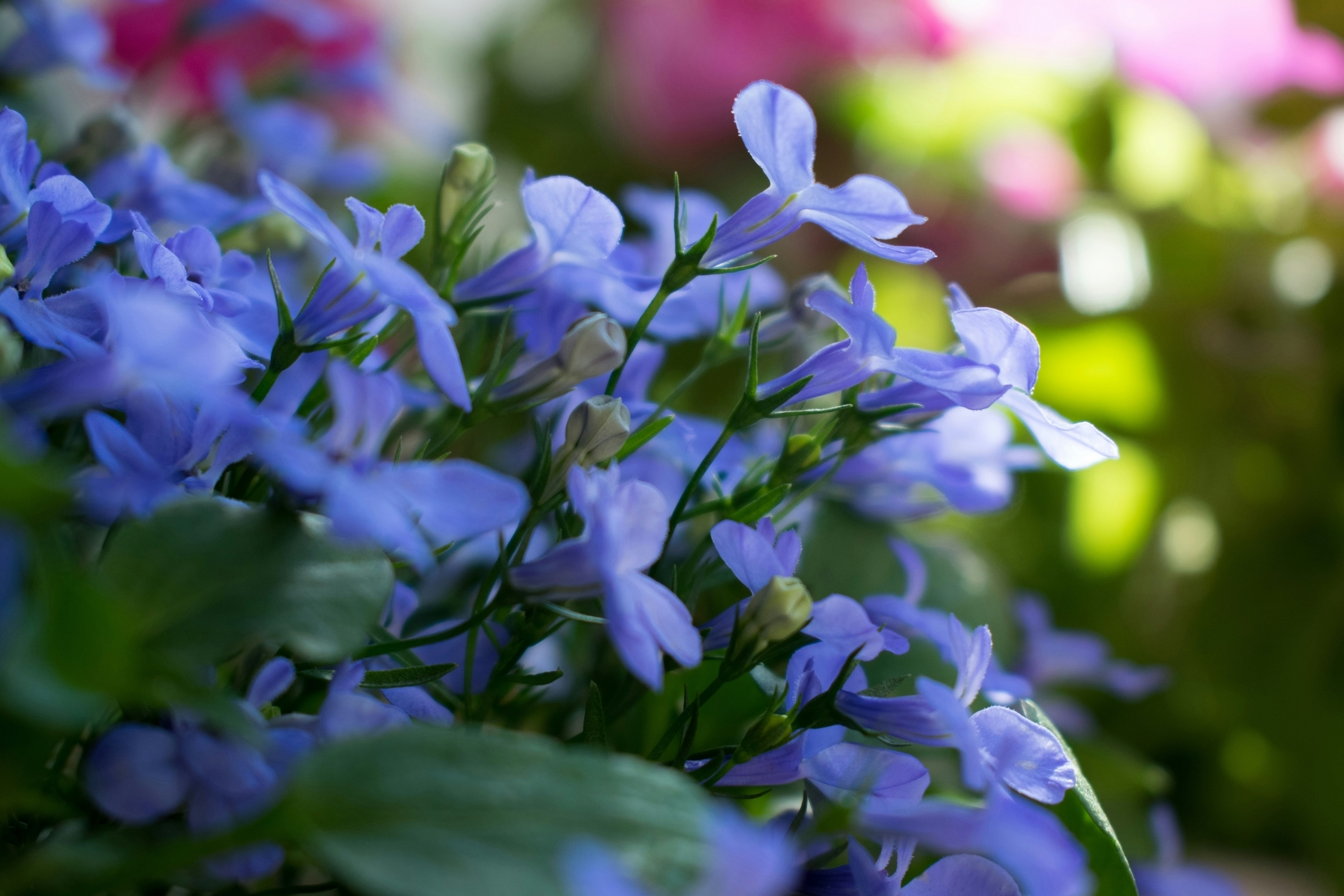 Delicate blue flowers bloom under soft daylight with a blurred, colorful background.