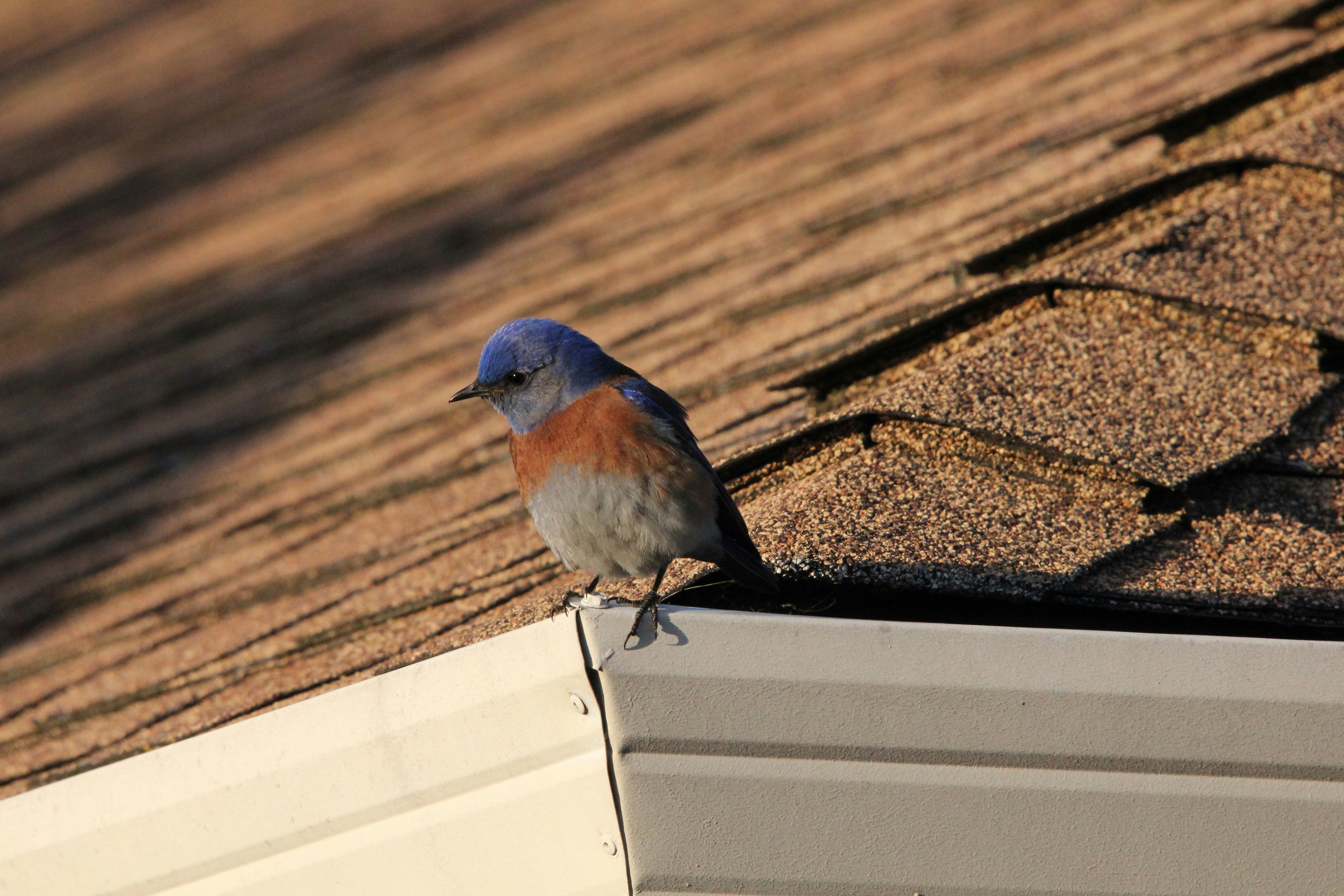 Serene Bluebird on Sunlit Shingles