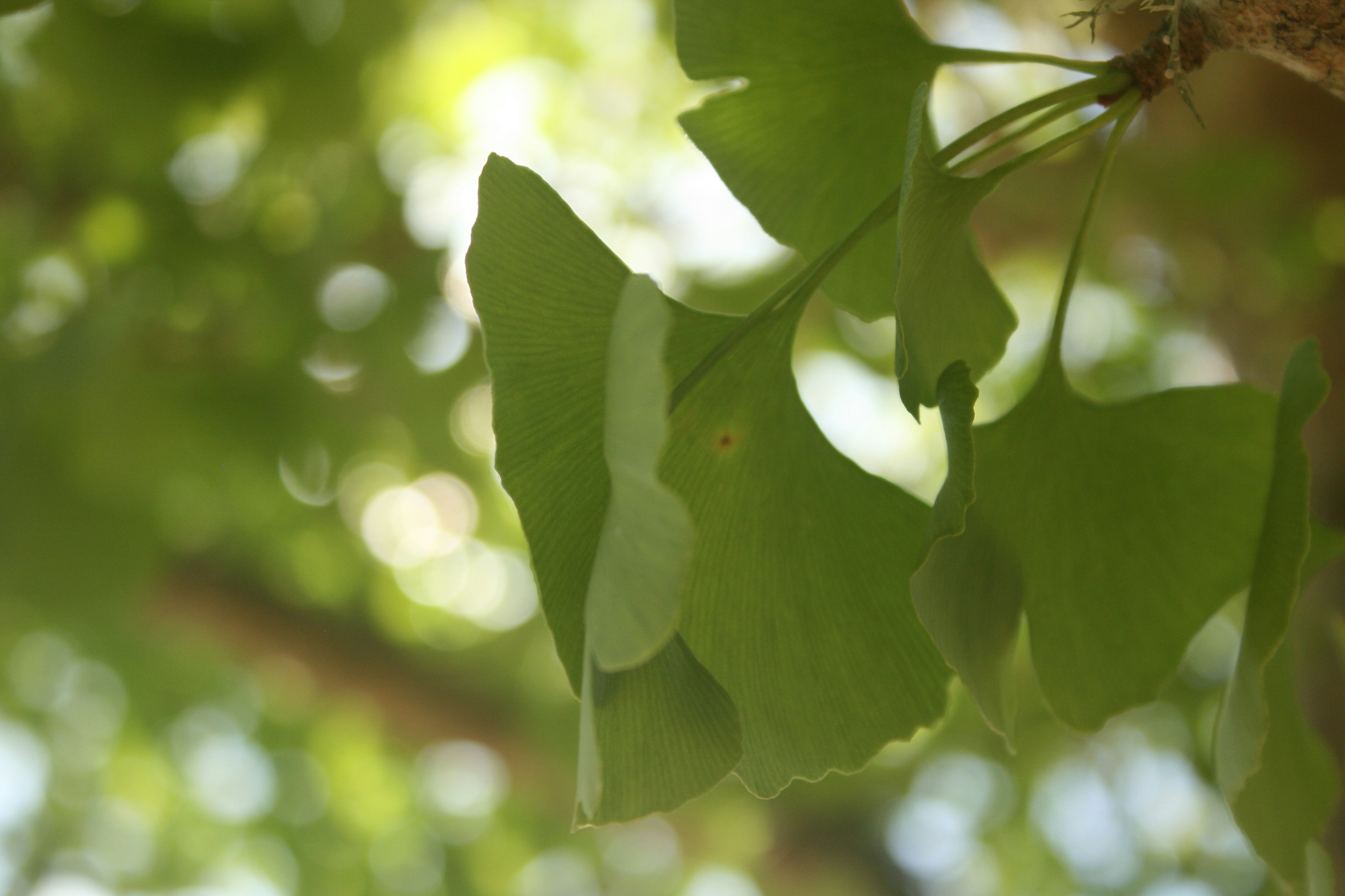 Ginkgo biloba leaves with a soft bokeh background creating a serene, natural ambiance.