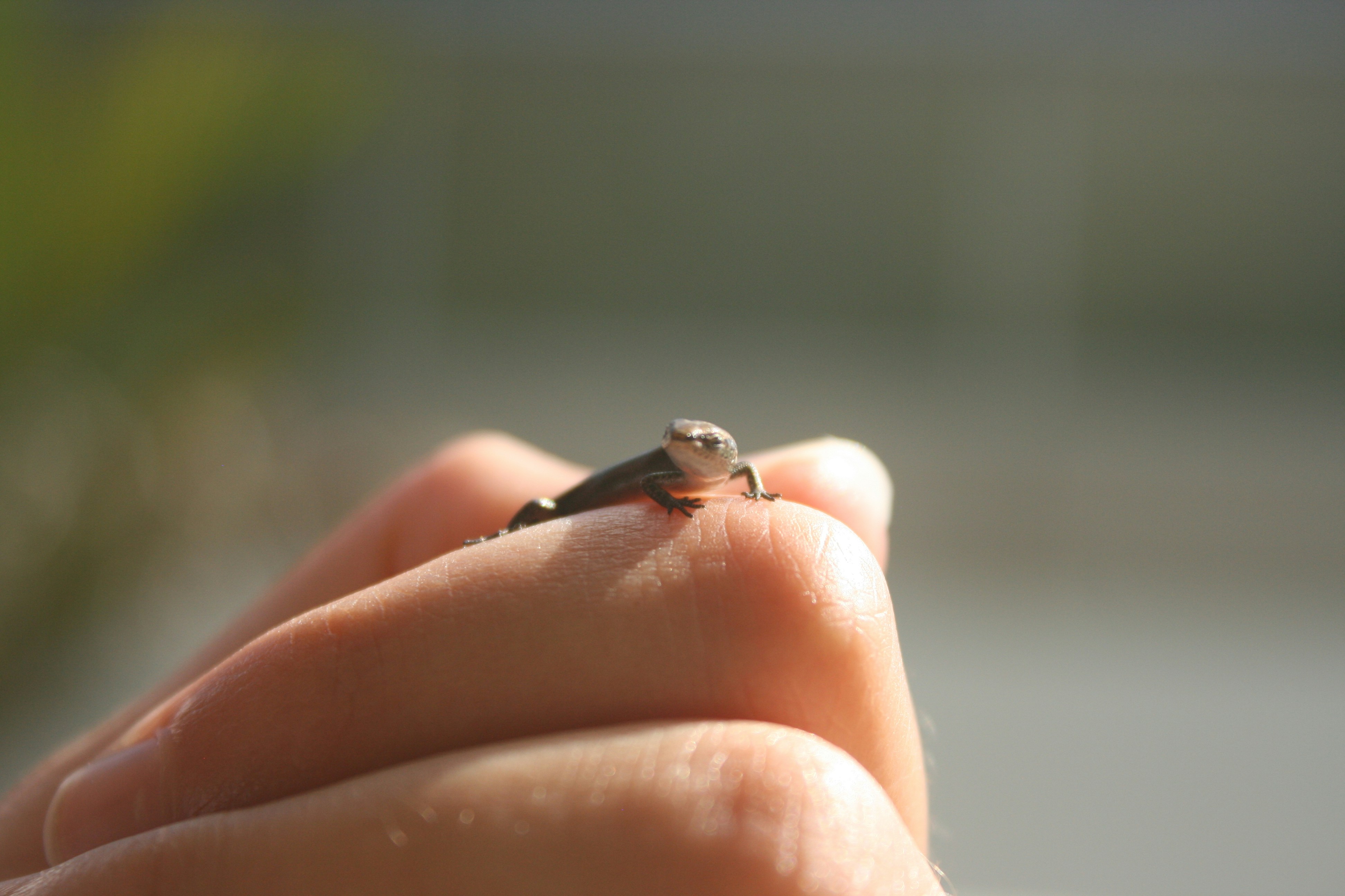 Tiny Ring, Sharp on a Fingertip, Against a Whispering Blur