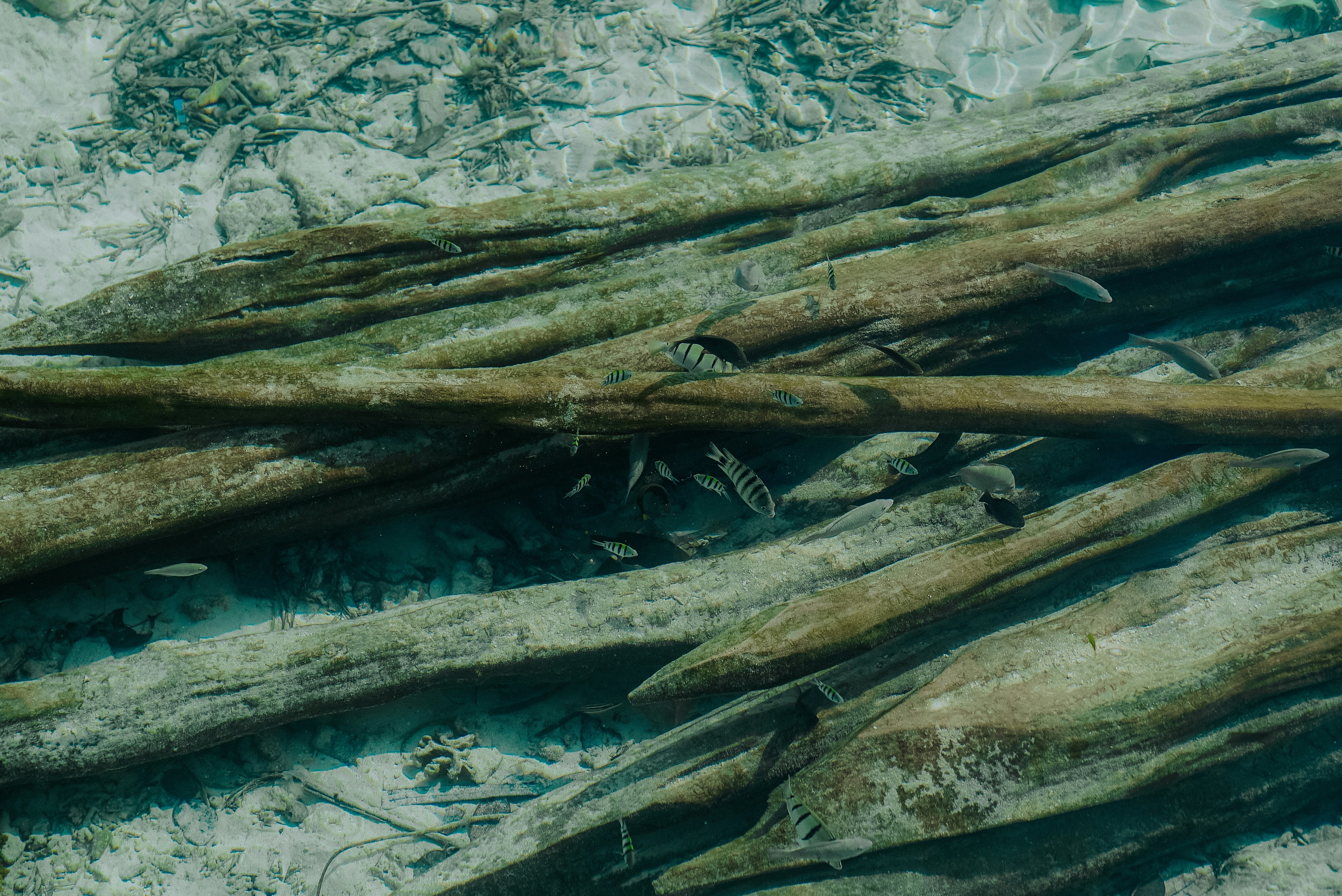 Logs and small fish are seen underwater. photo – Free Background Image ...