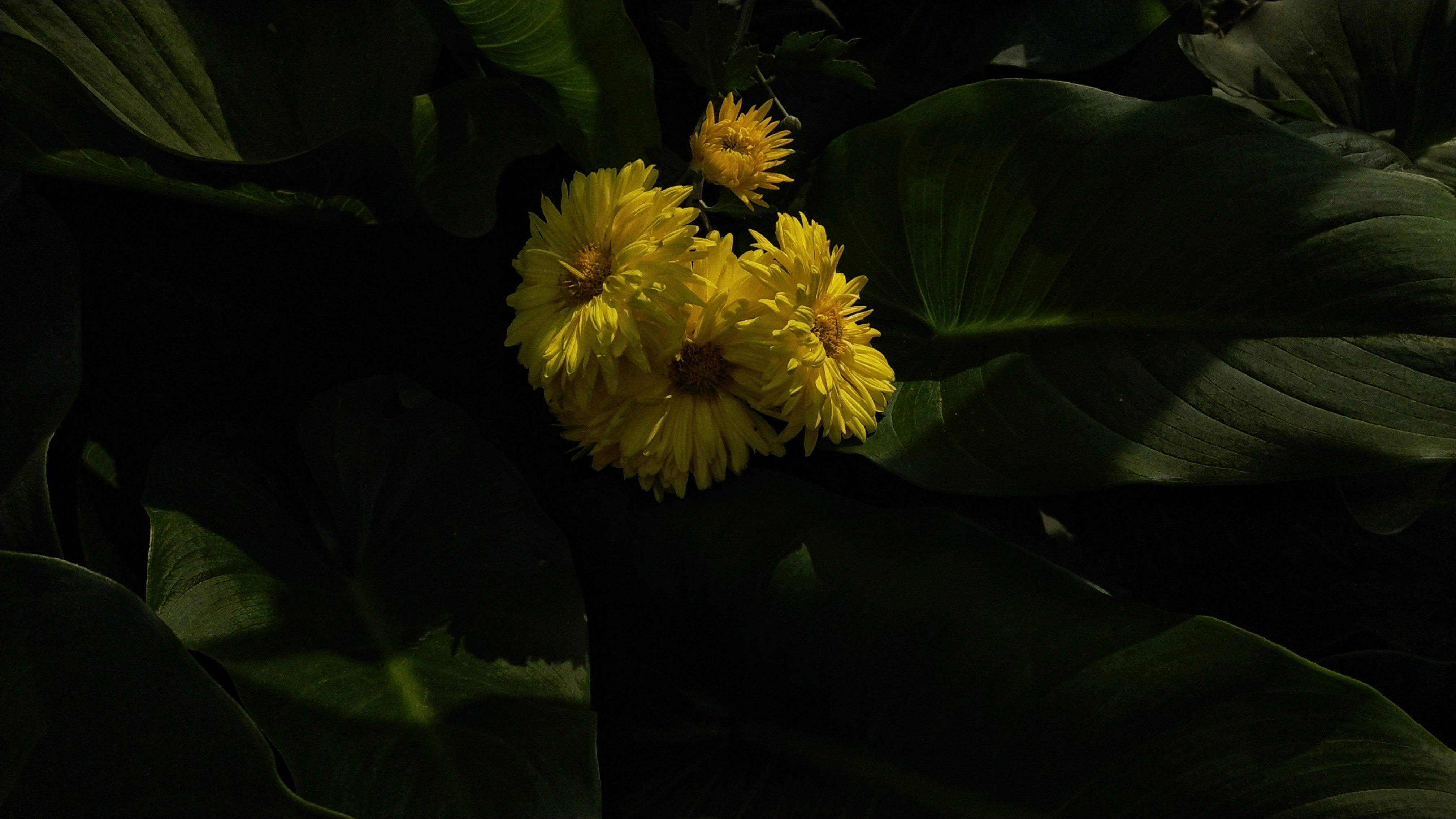 Macro shot of bright yellow blooms against deep green leaves, showcasing subtle backlighting and textured shadows.