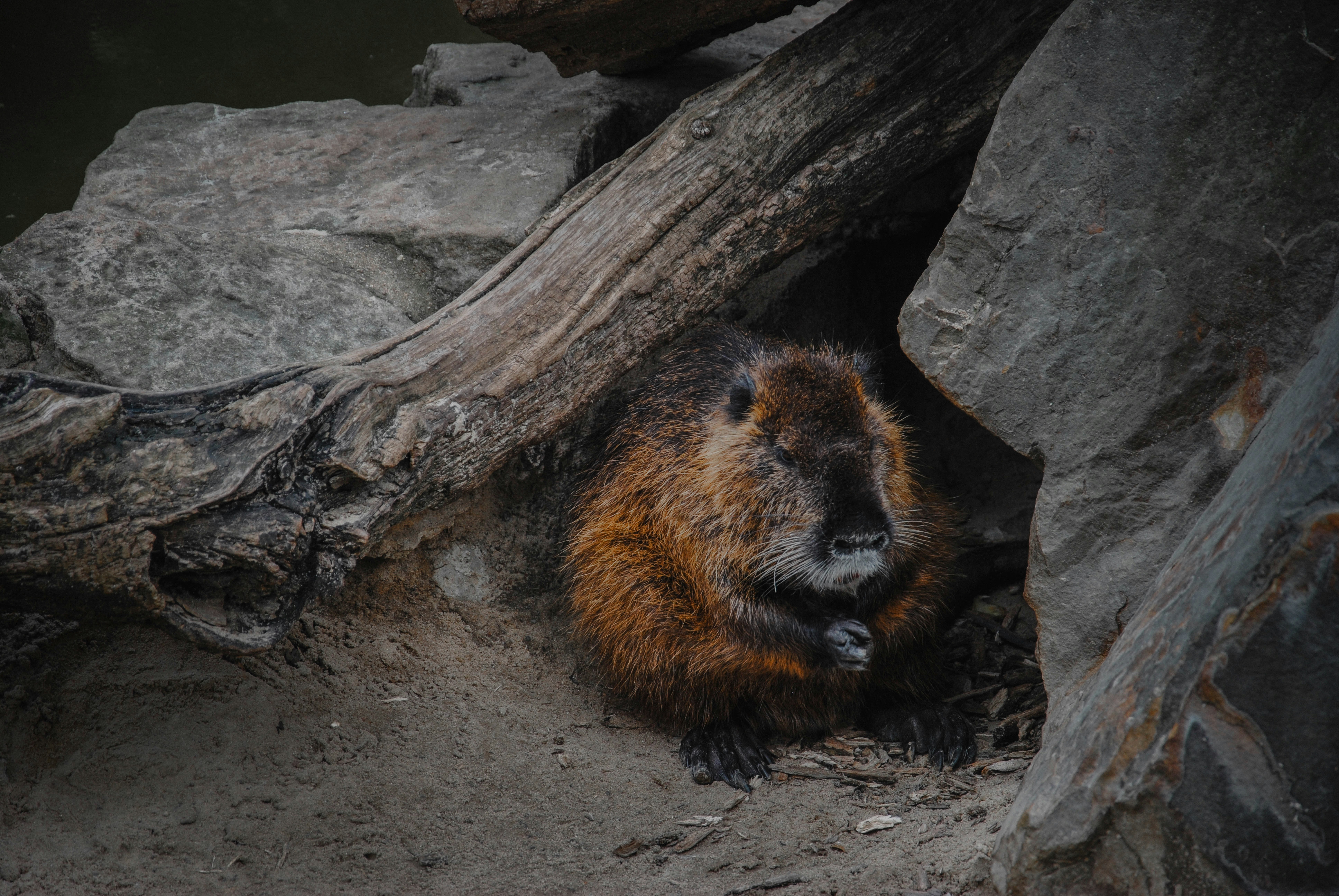 Curious Beaver Emerges from Rocky Retreat