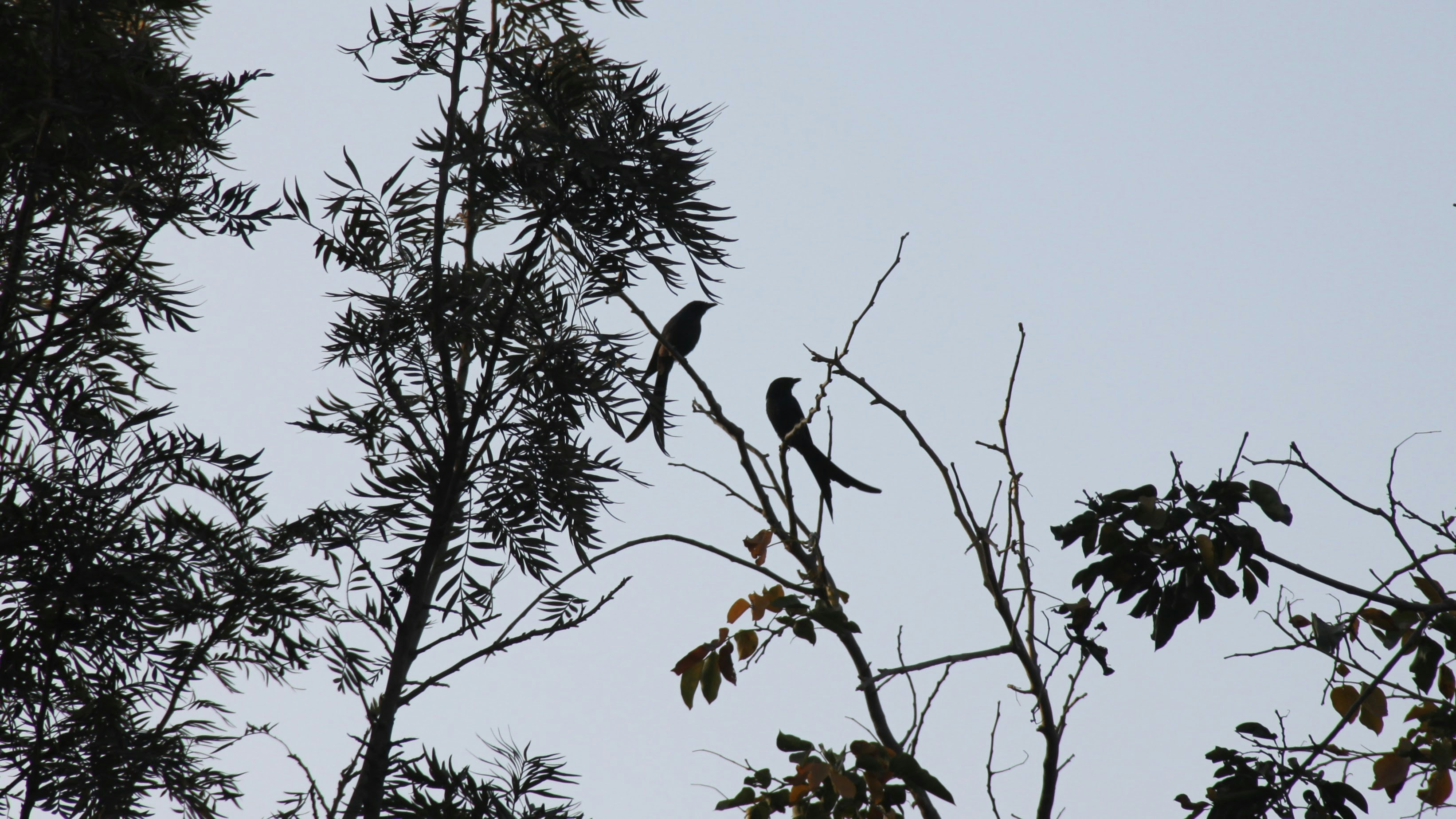 Two birds perch on tree branches. photo – Free Black Image on Unsplash