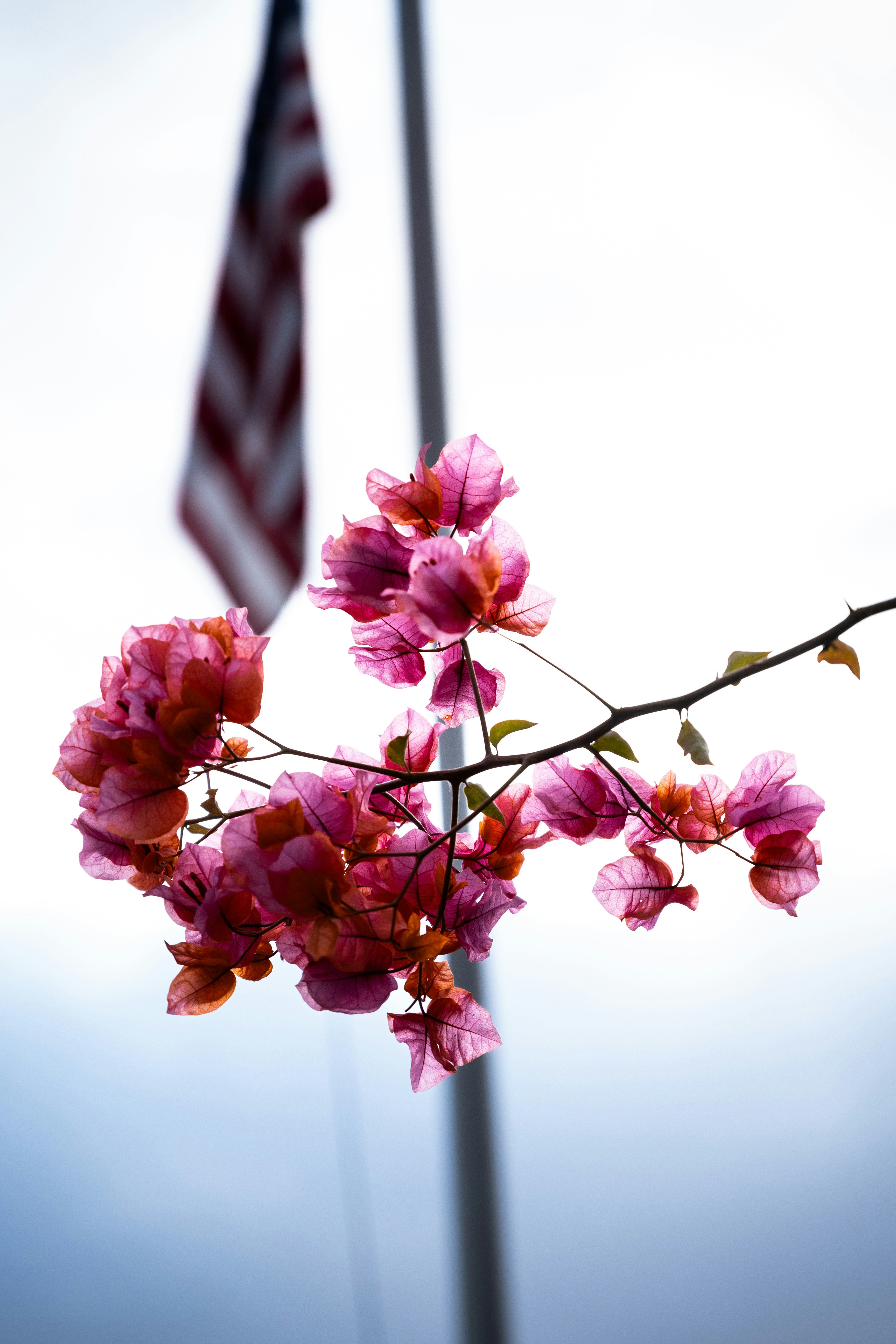 Bougainvillea in Focus with a Patriotic Blur