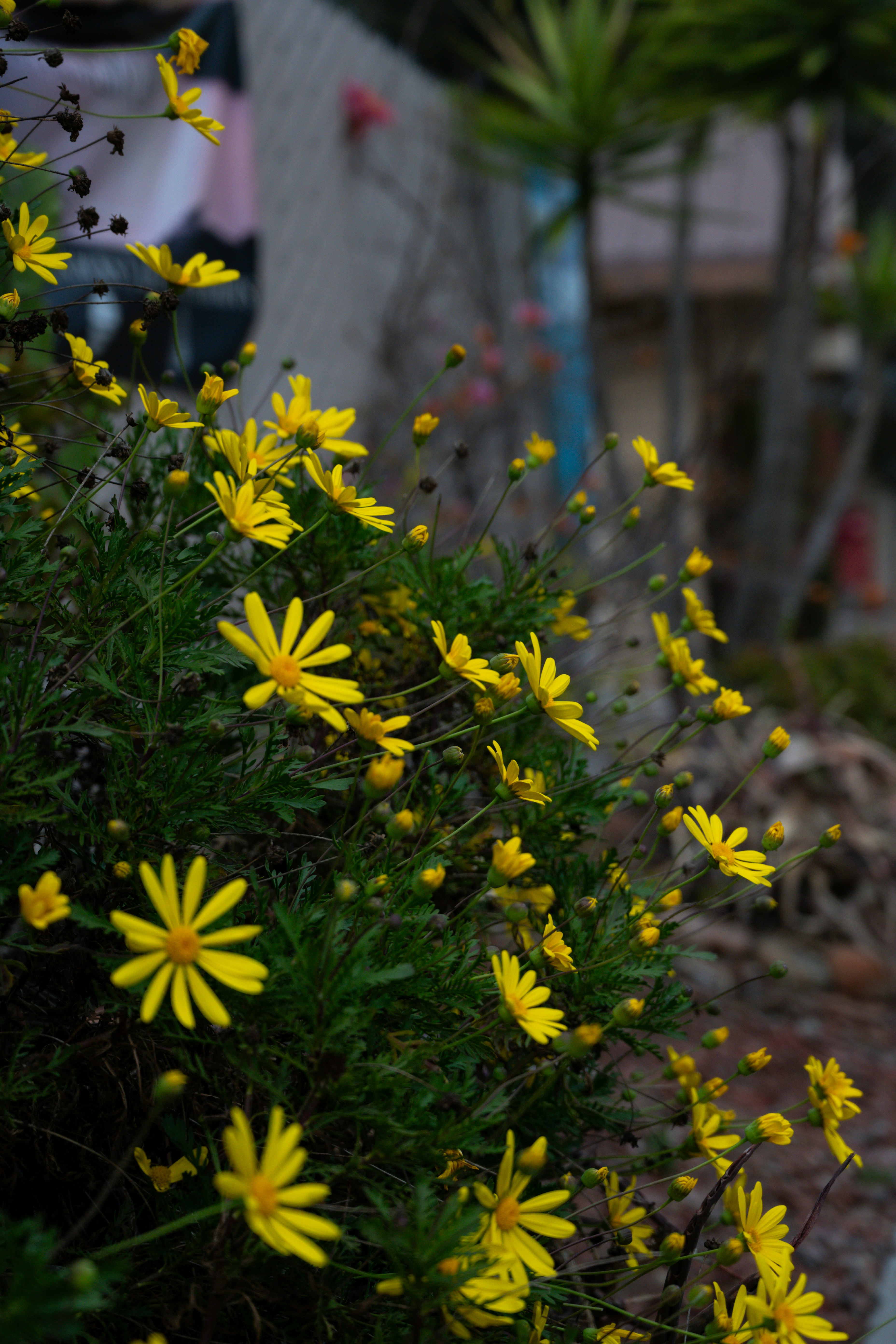Sunlit Yellow: A Wave of Daffodils in a Quiet Garden