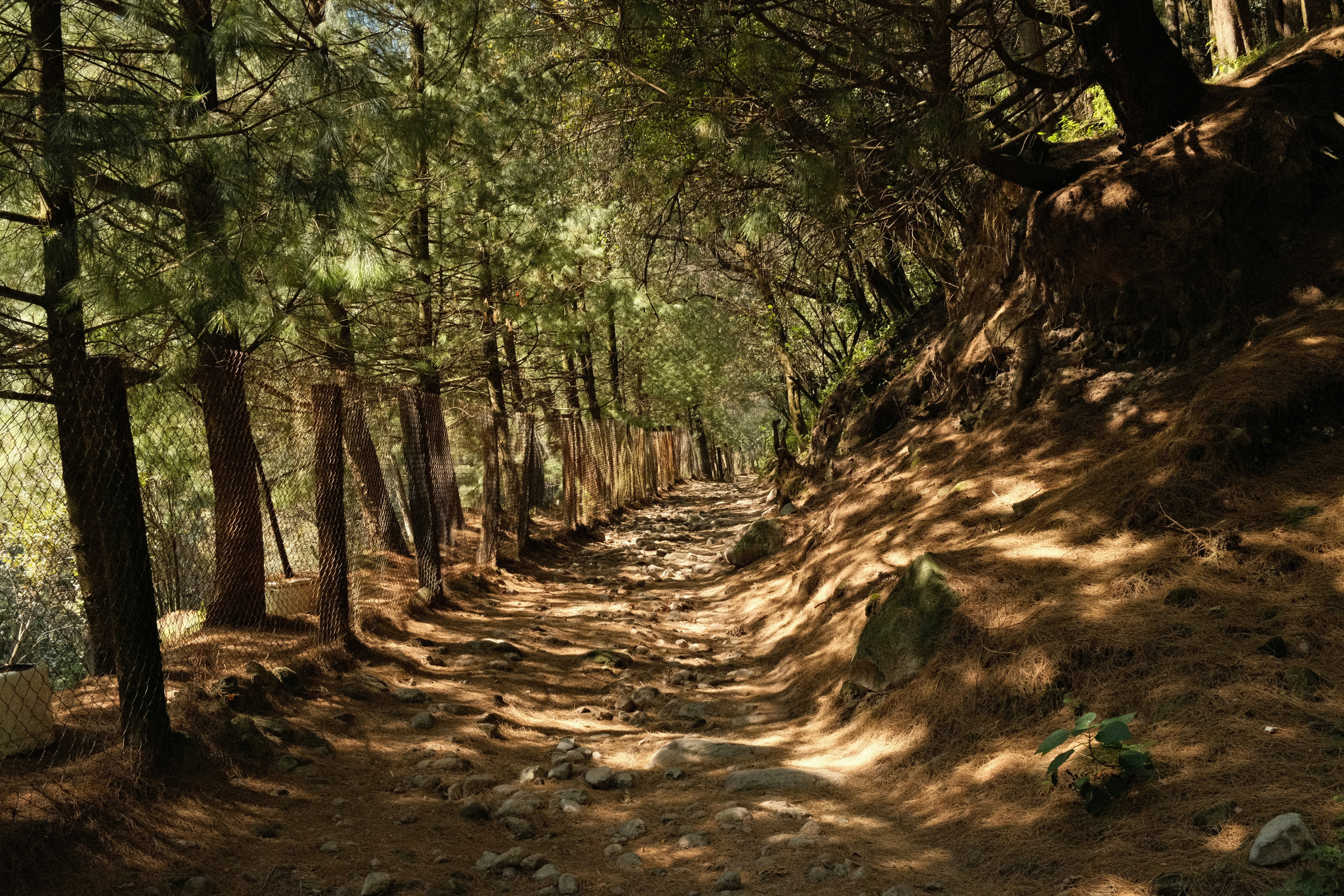 Rocky forest trail flanked by trees and dappled with sunlight.
