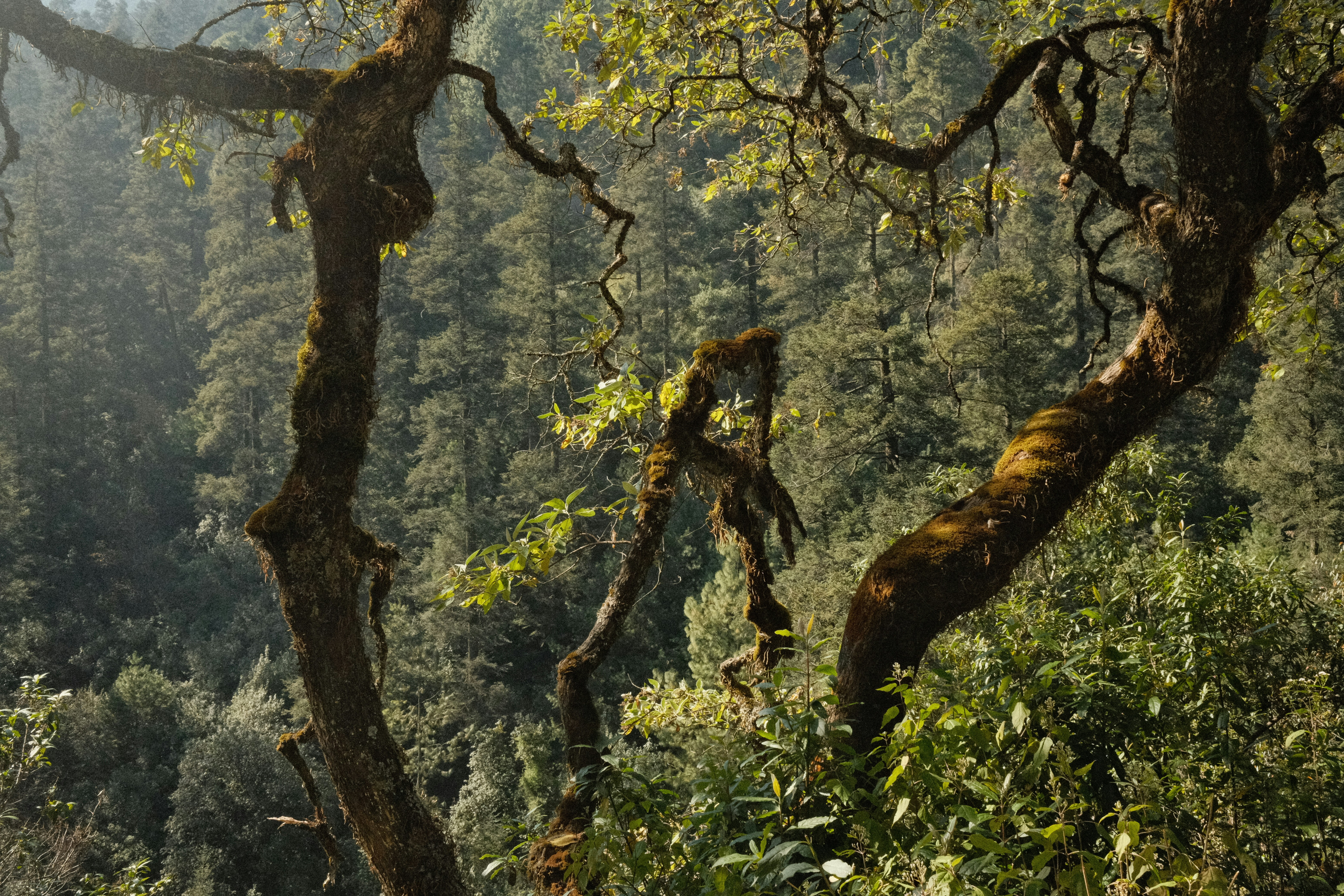 A tree's branches frame a lush, green forest. photo – Free Forest Image ...