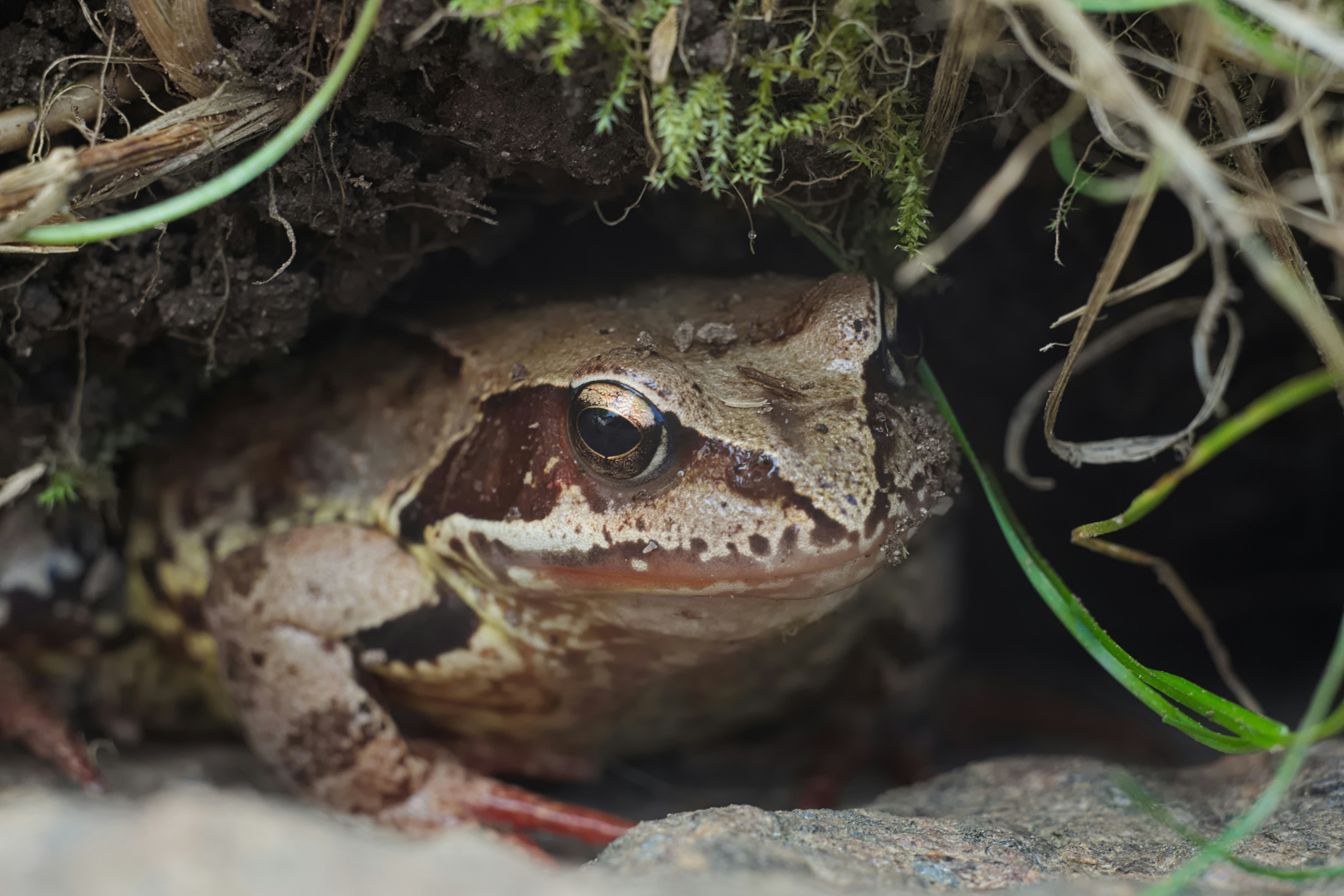Hidden Amphibian Watch: A Frog’s Gaze from the Mossy Hide