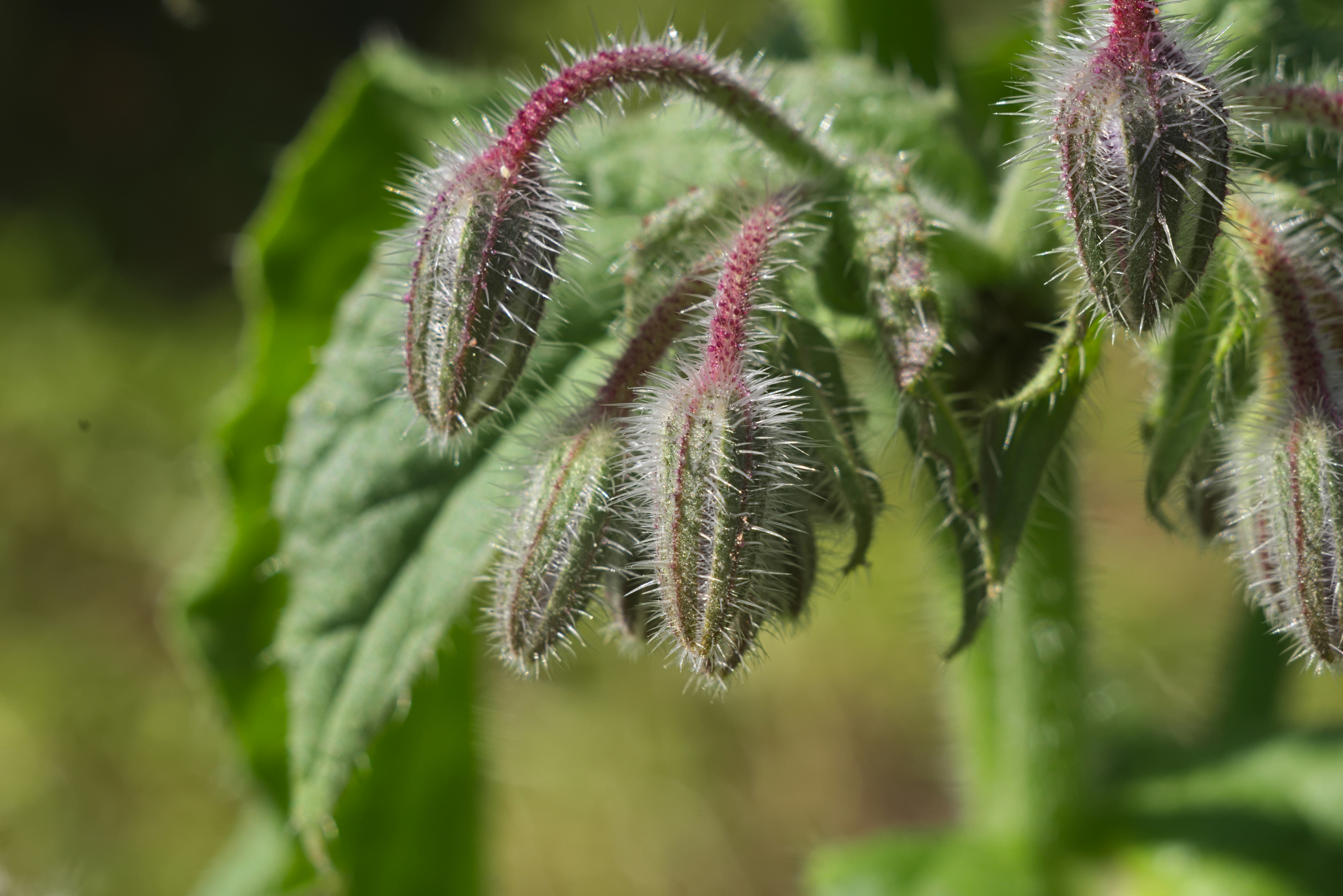 Fuzzy Buds in Gentle Backlit Green