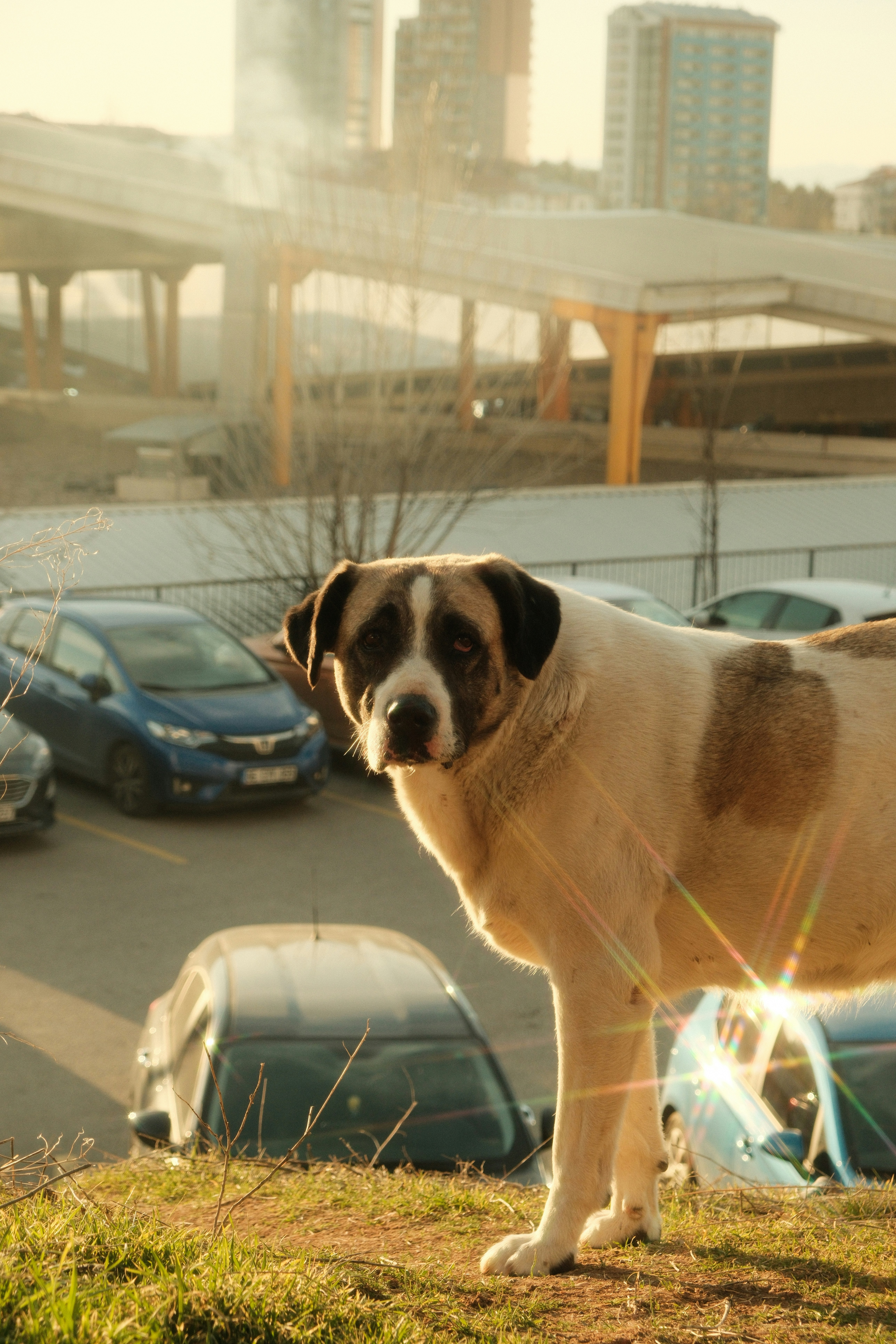 Golden Hour Guardian: A Large Dog at the Edge of a Sunlit Parking Lot