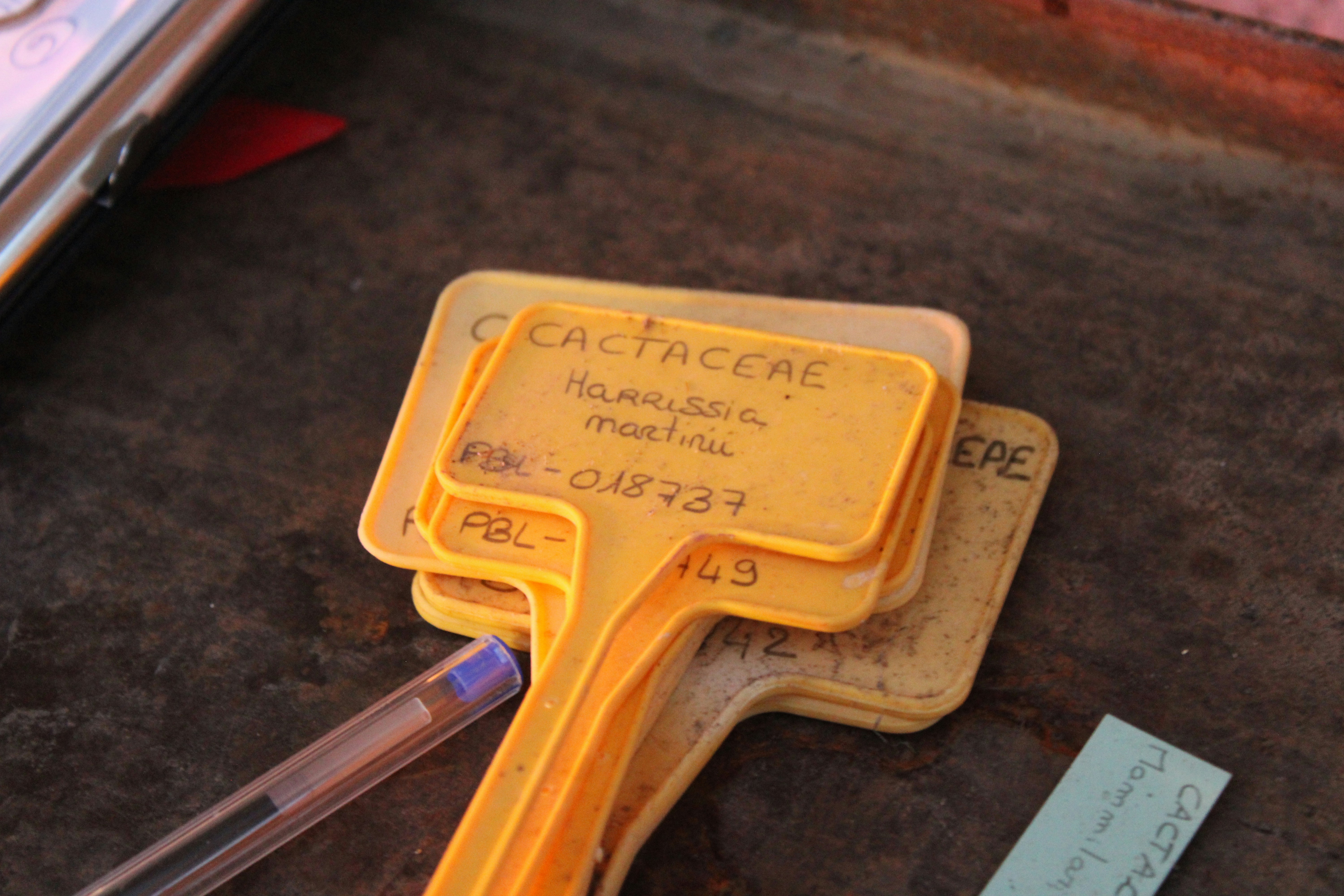 Closeup image of small signs on a wooden table with a pen | Yellow plant labels are stacked on a table.