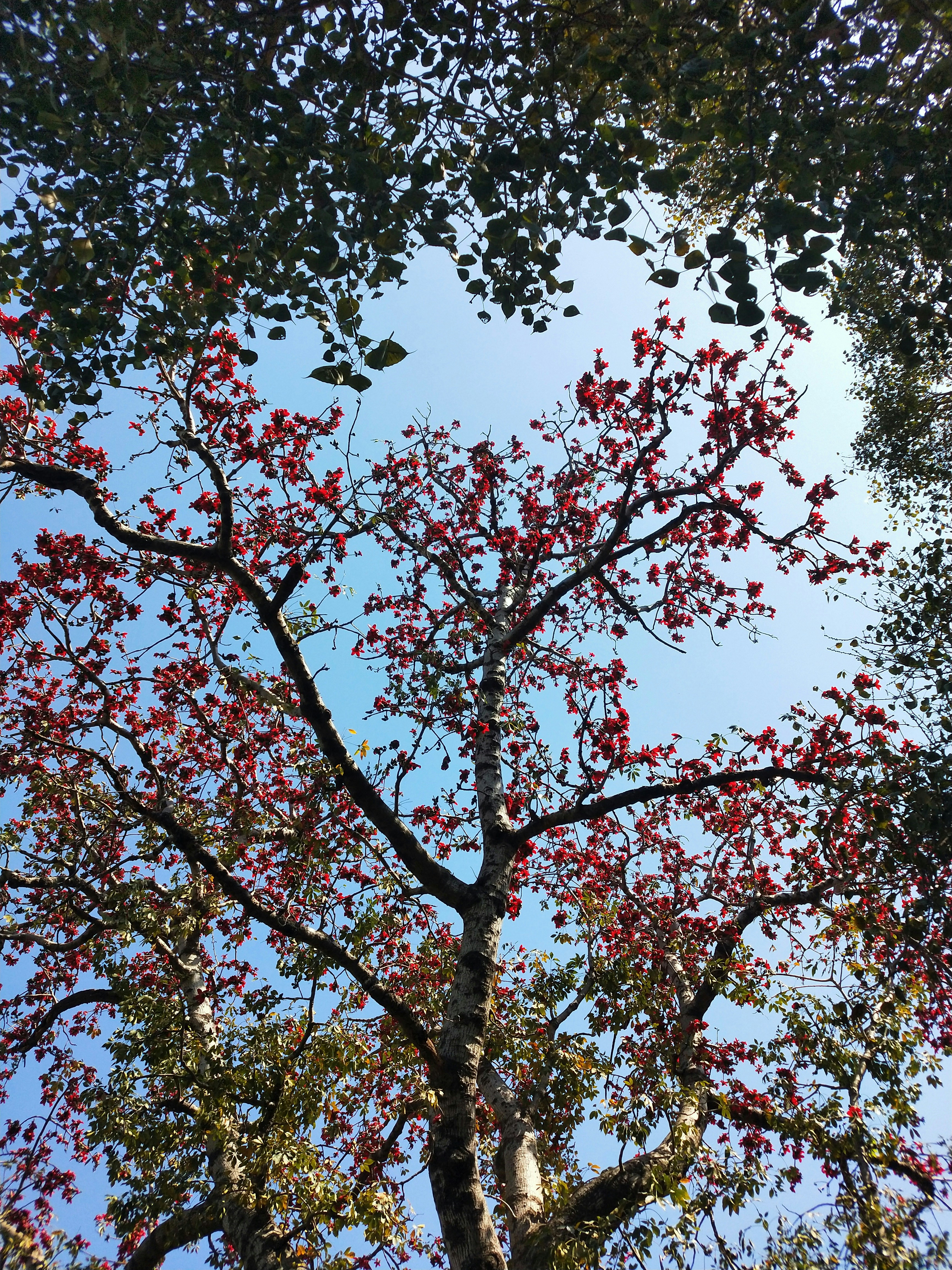 Photo by Shahaan Ahmed with Realme 2 Pro