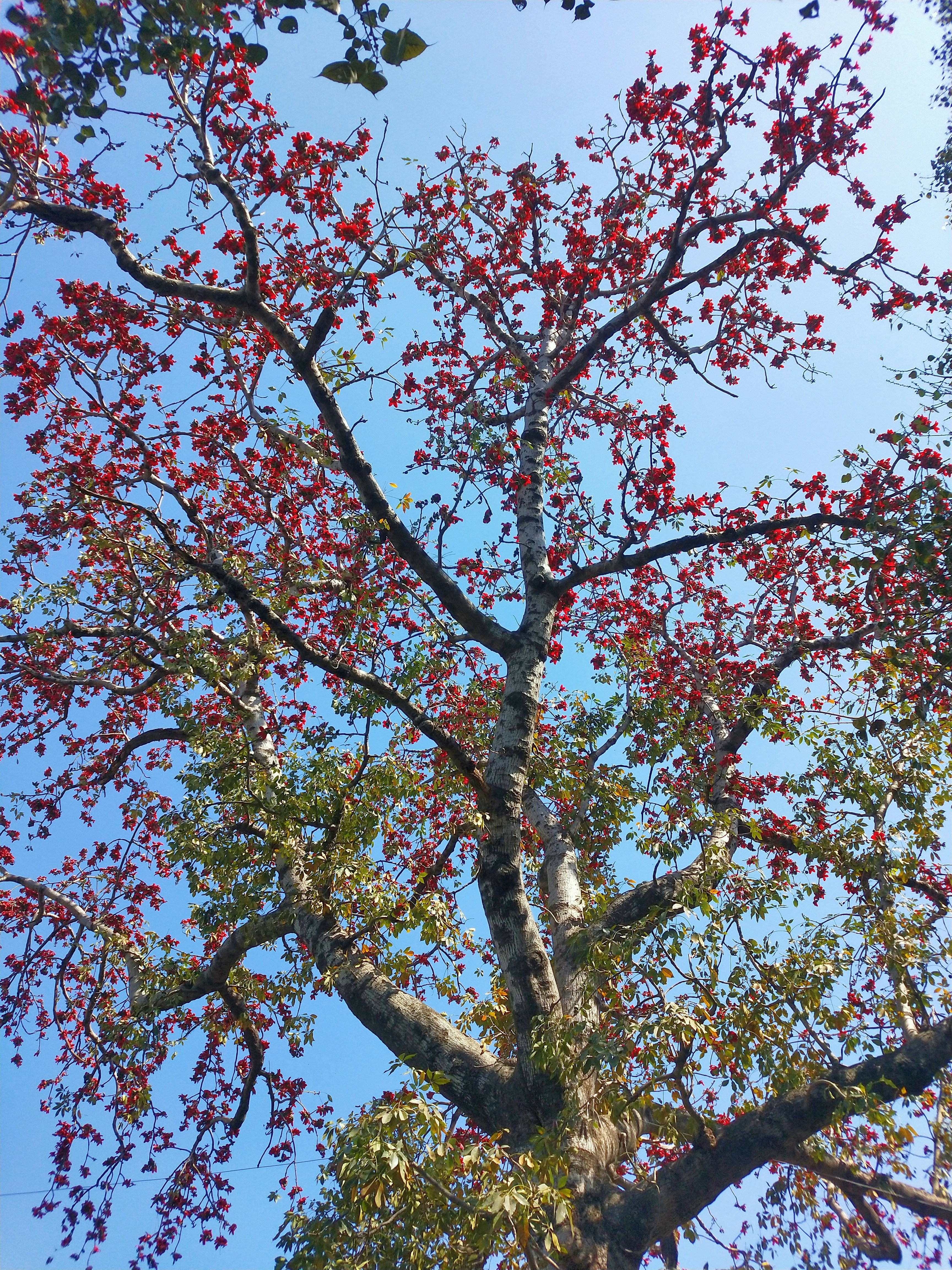 Photo by Shahaan Ahmed with Realme 2 Pro