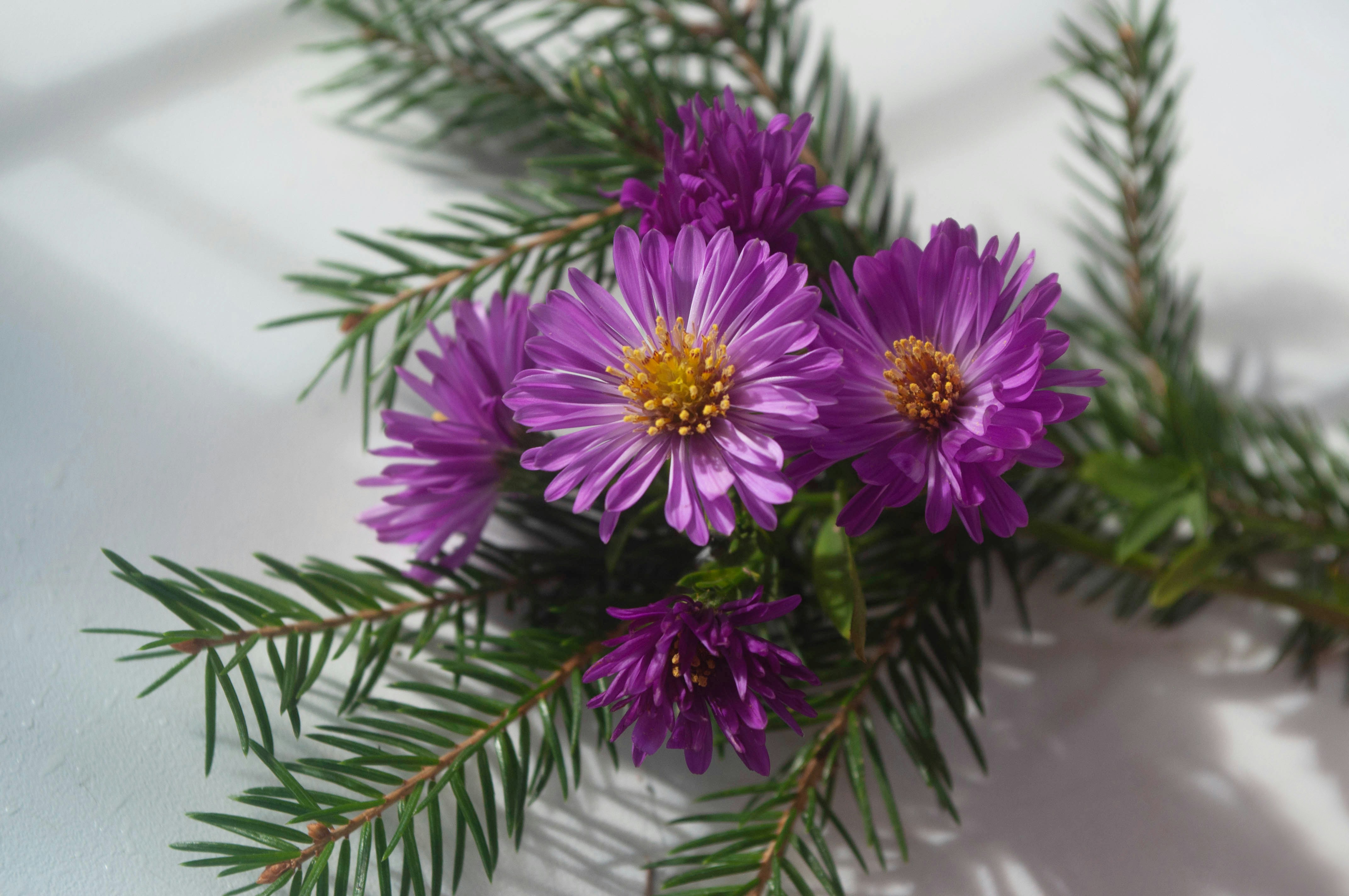 Purple asters and spruce branches in sunlight, autumn bouquet | Purple flowers nestled among green pine branches.