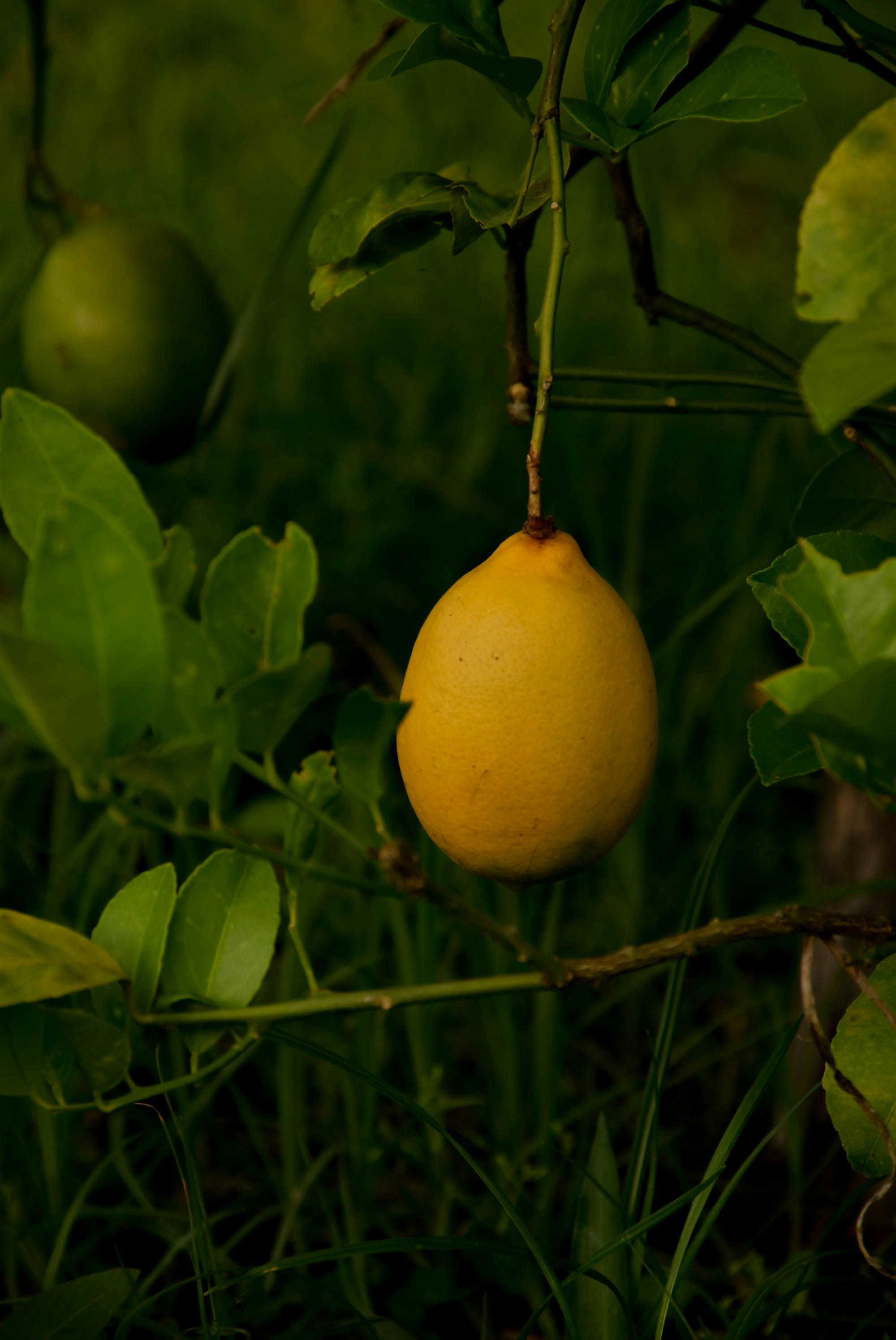Golden Lemon Amid Quiet Greenery