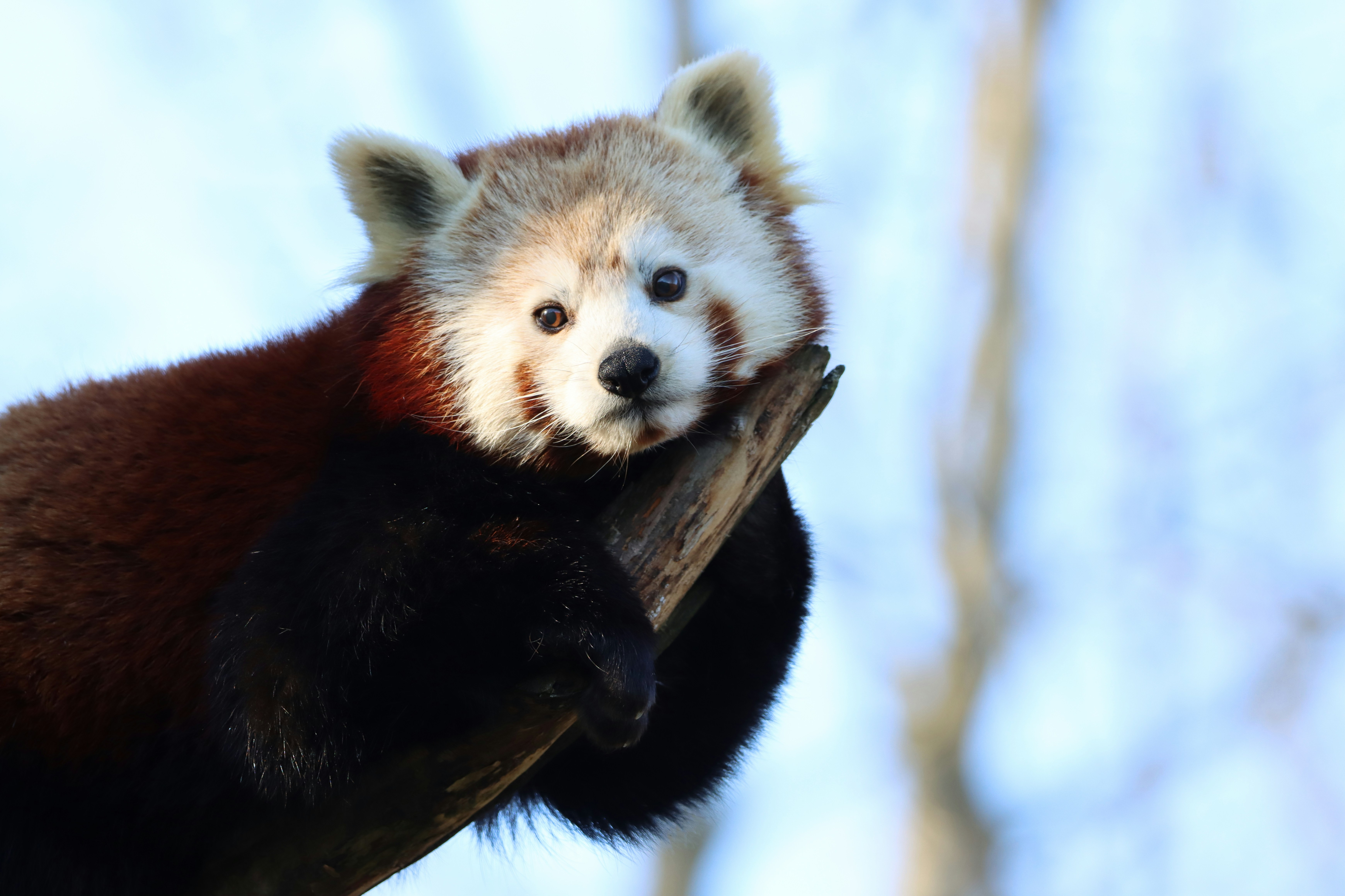 Red panda posing on a tree branch. photo – Free Panda Image on Unsplash