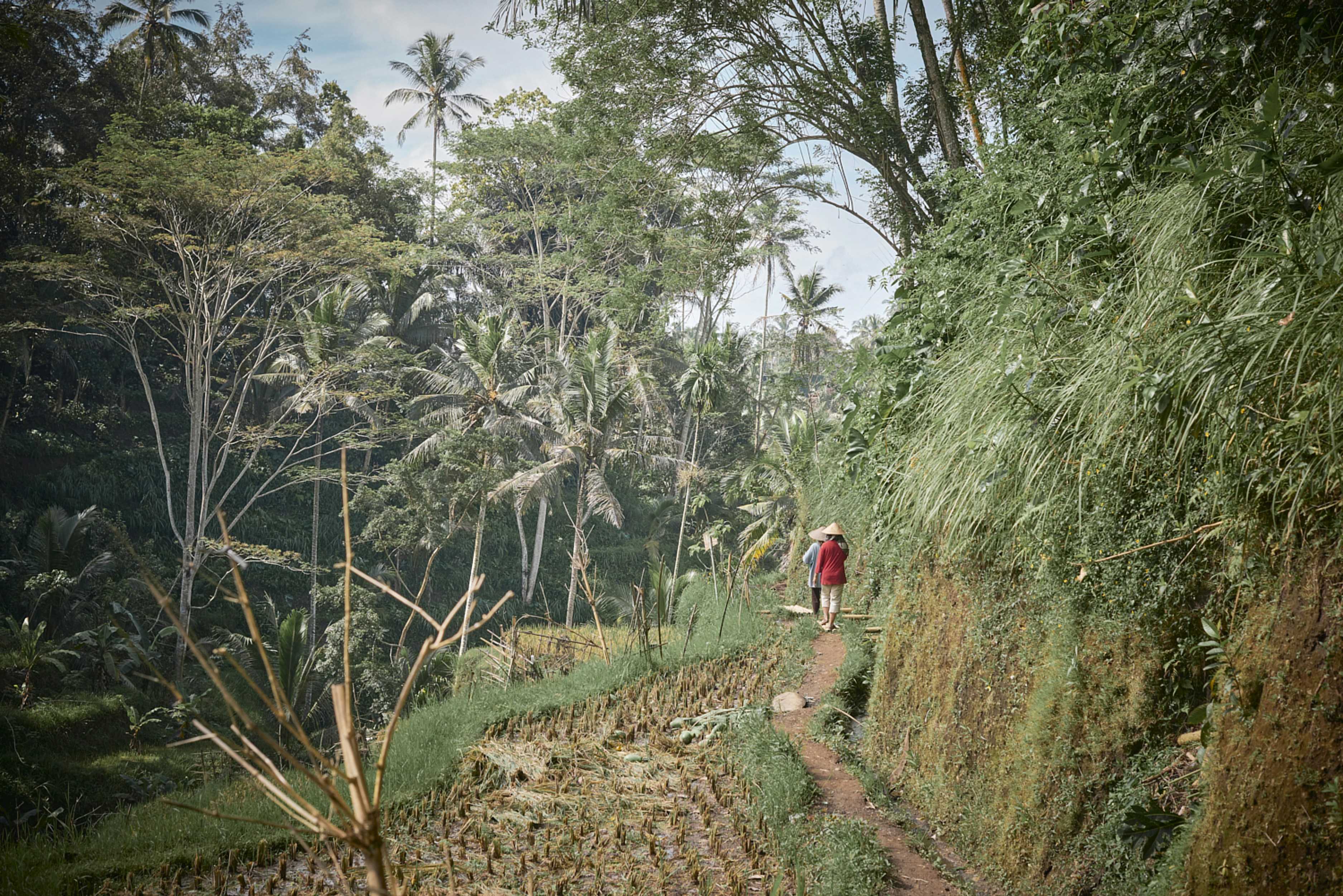 Person walks along a narrow path beside lush rice paddies and dense tropical foliage.