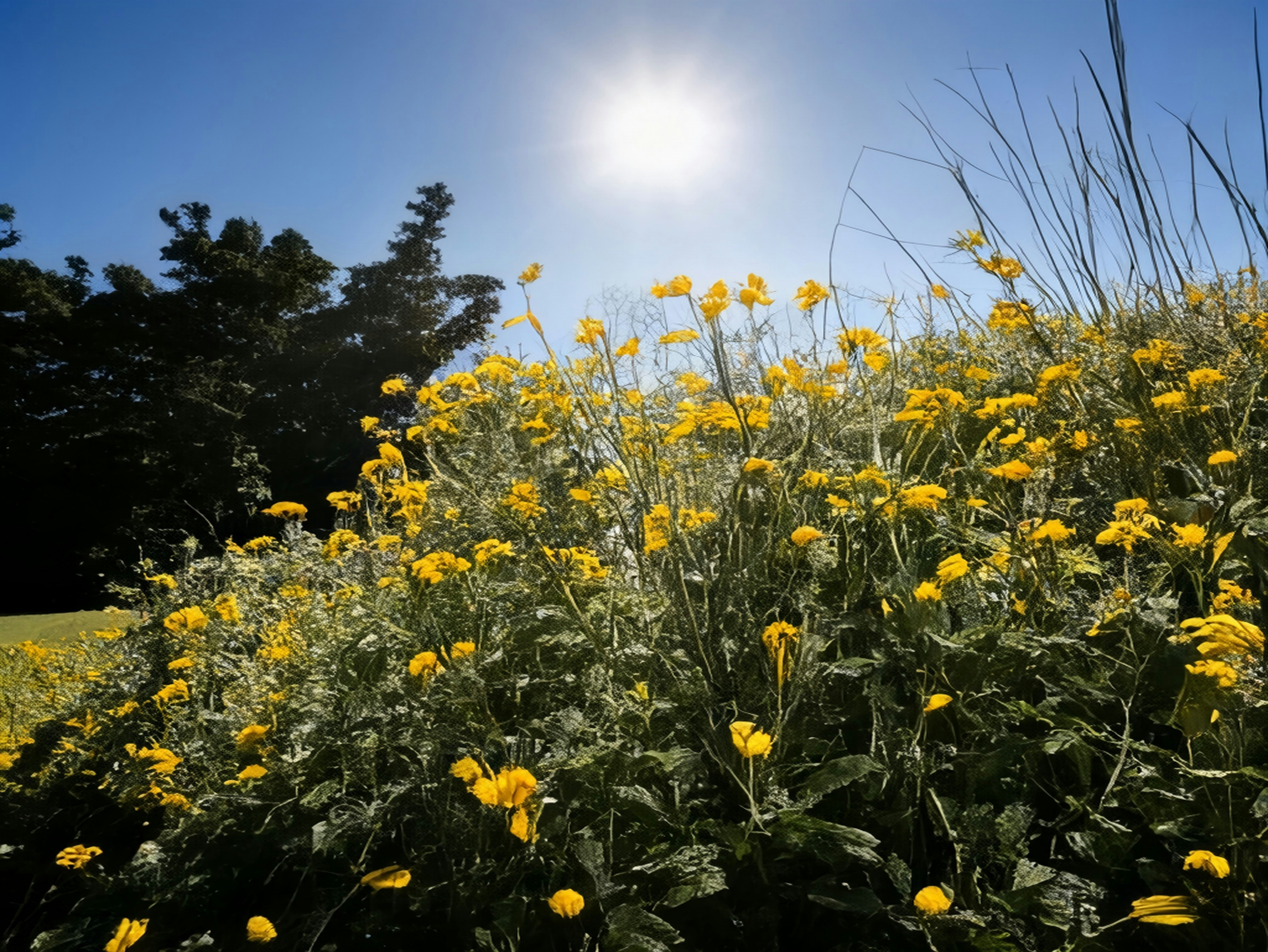 Yellow flowers bloom under the bright sun.