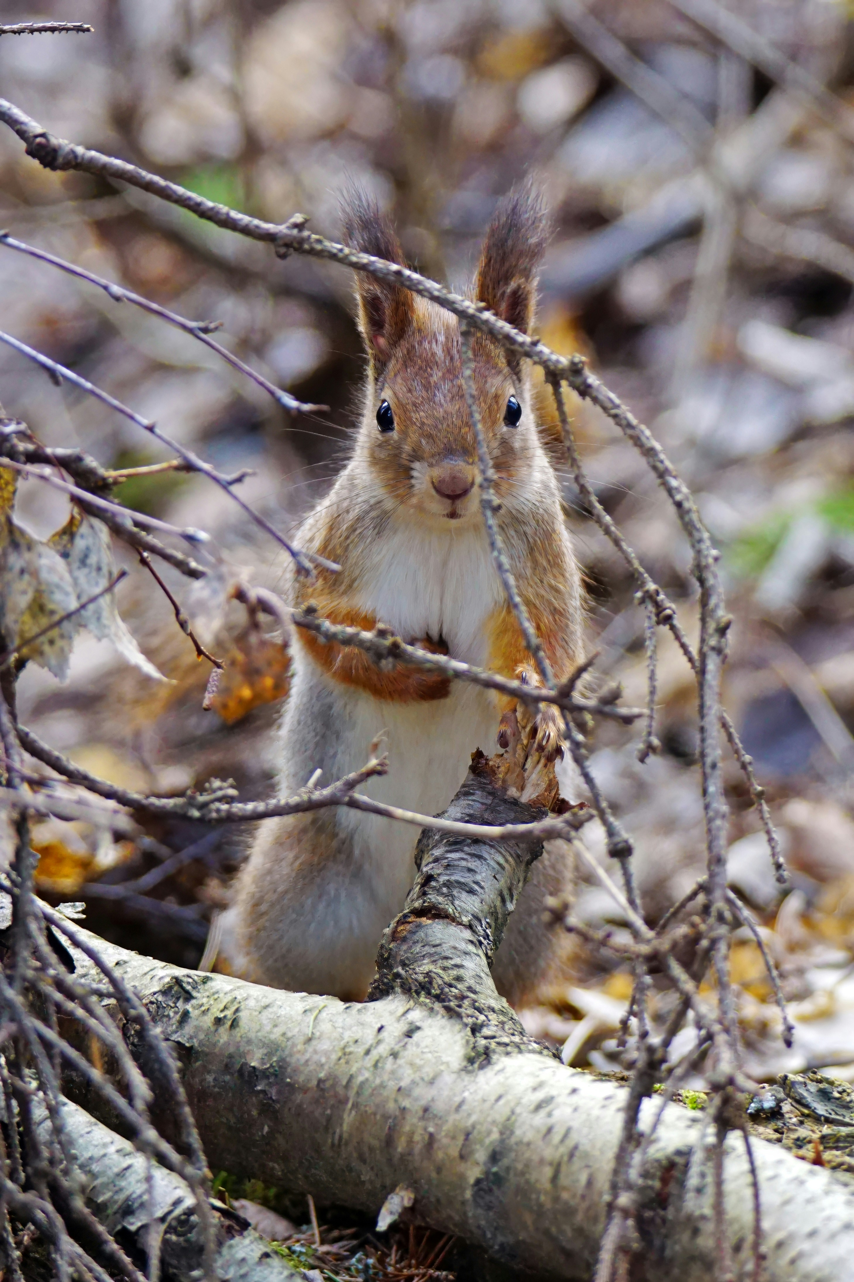 A cute little squirrel, picture taken in early March in the island of Seurasaari in Helsinki, Finland.