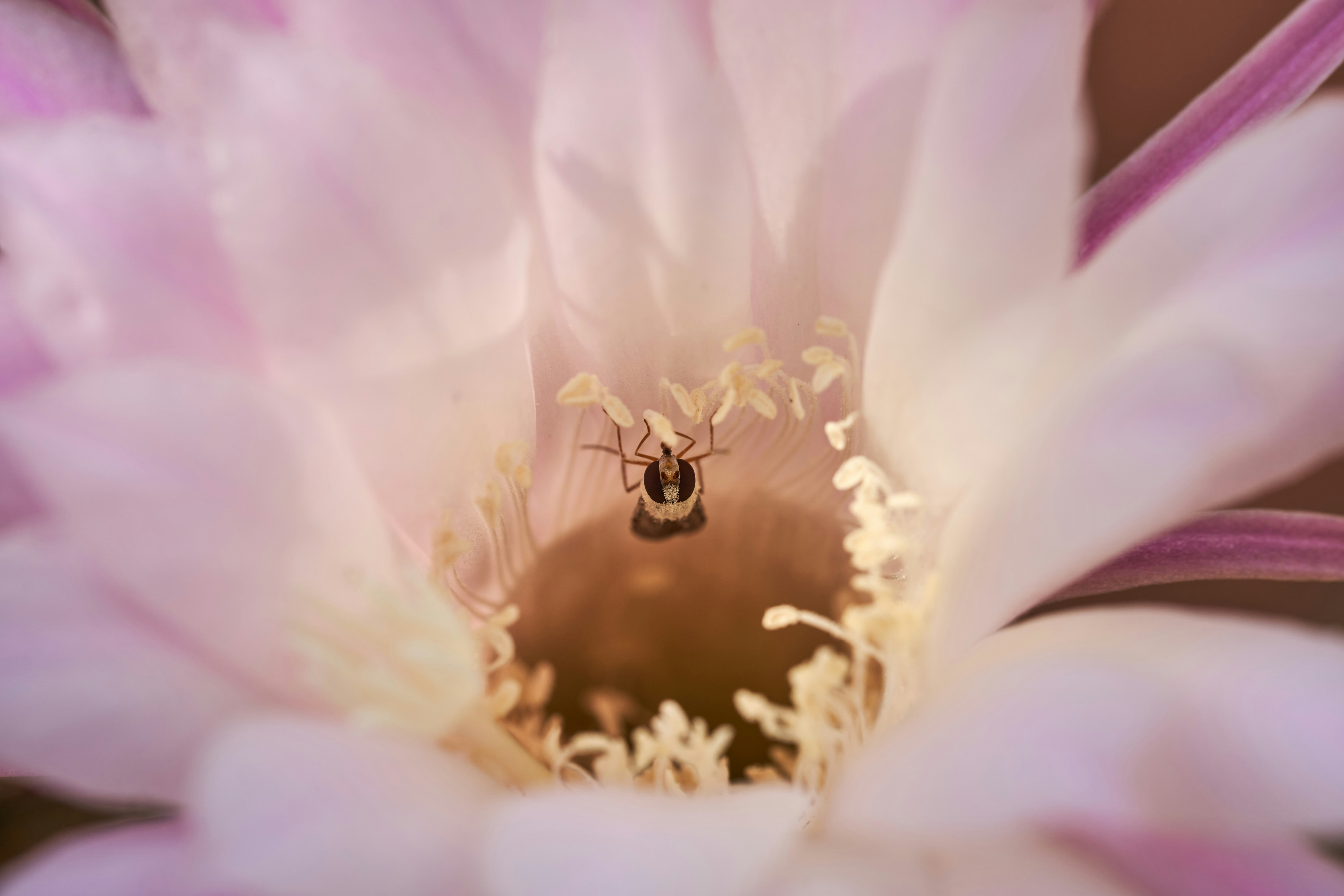 Center Bloom: A Tiny Visitor in Lavender-White Petal Silk