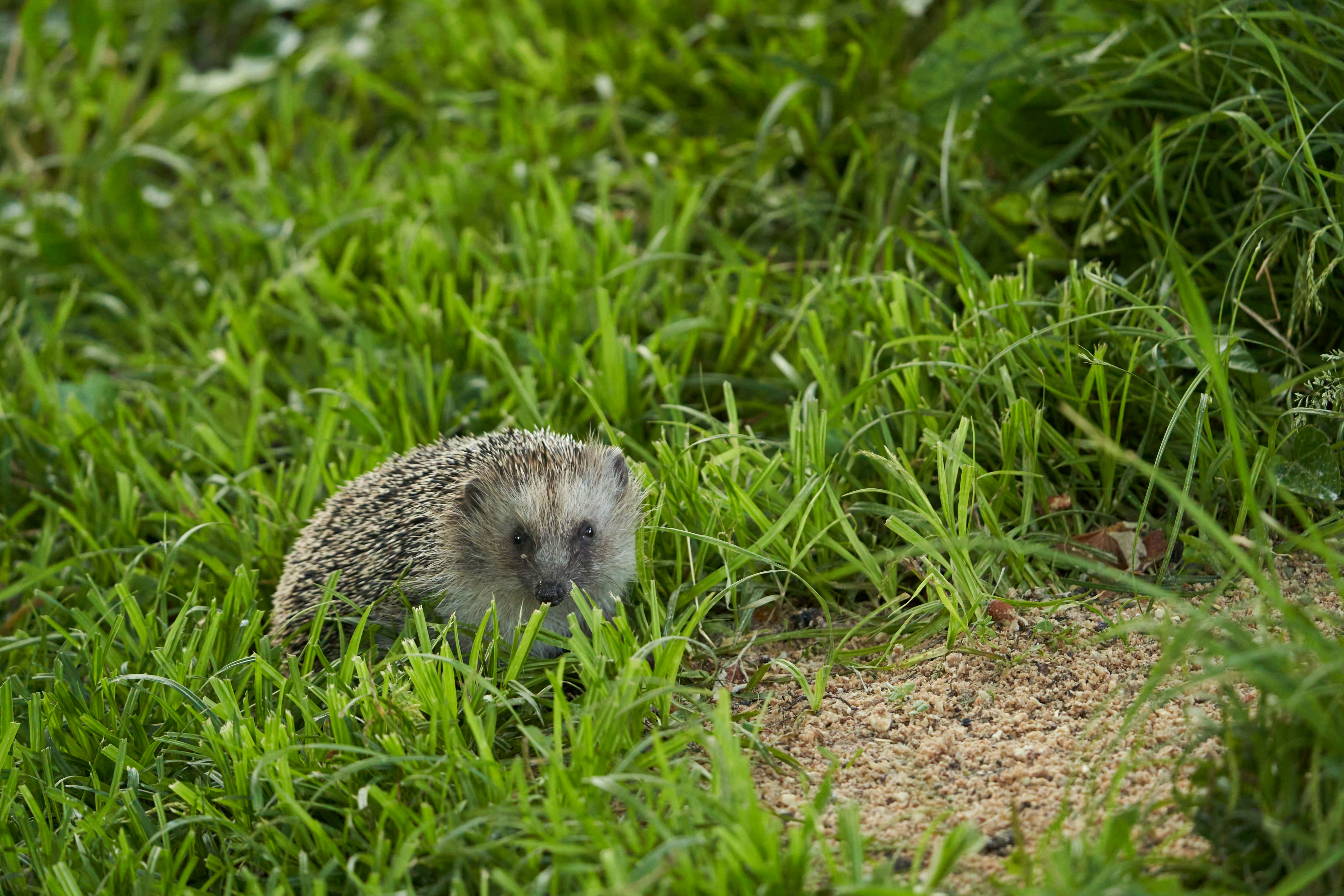 Curious Hedgehog in a Brink of Green
