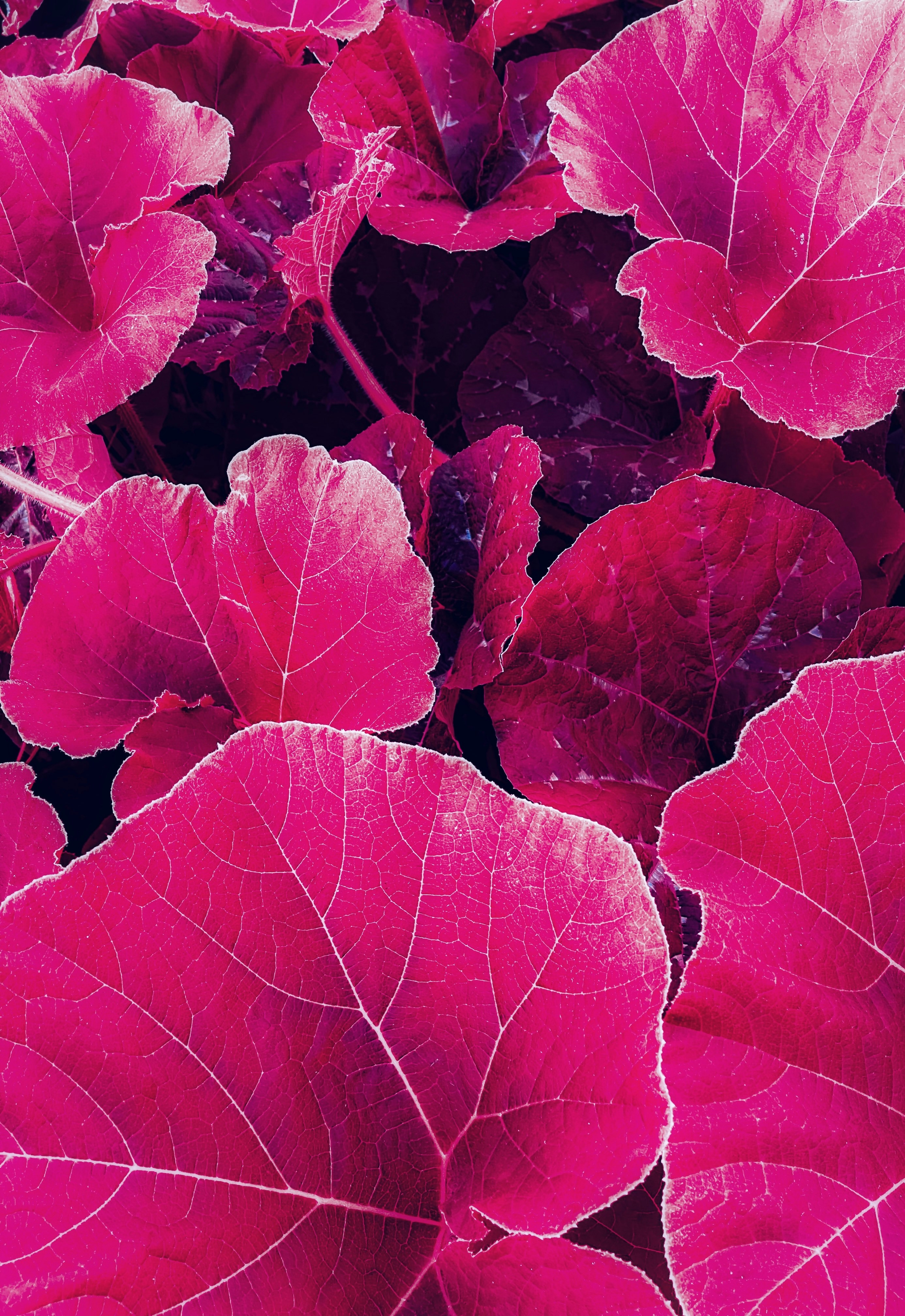 Hojas de color rosa vibrante llenan el marco. foto – Imagen de ...