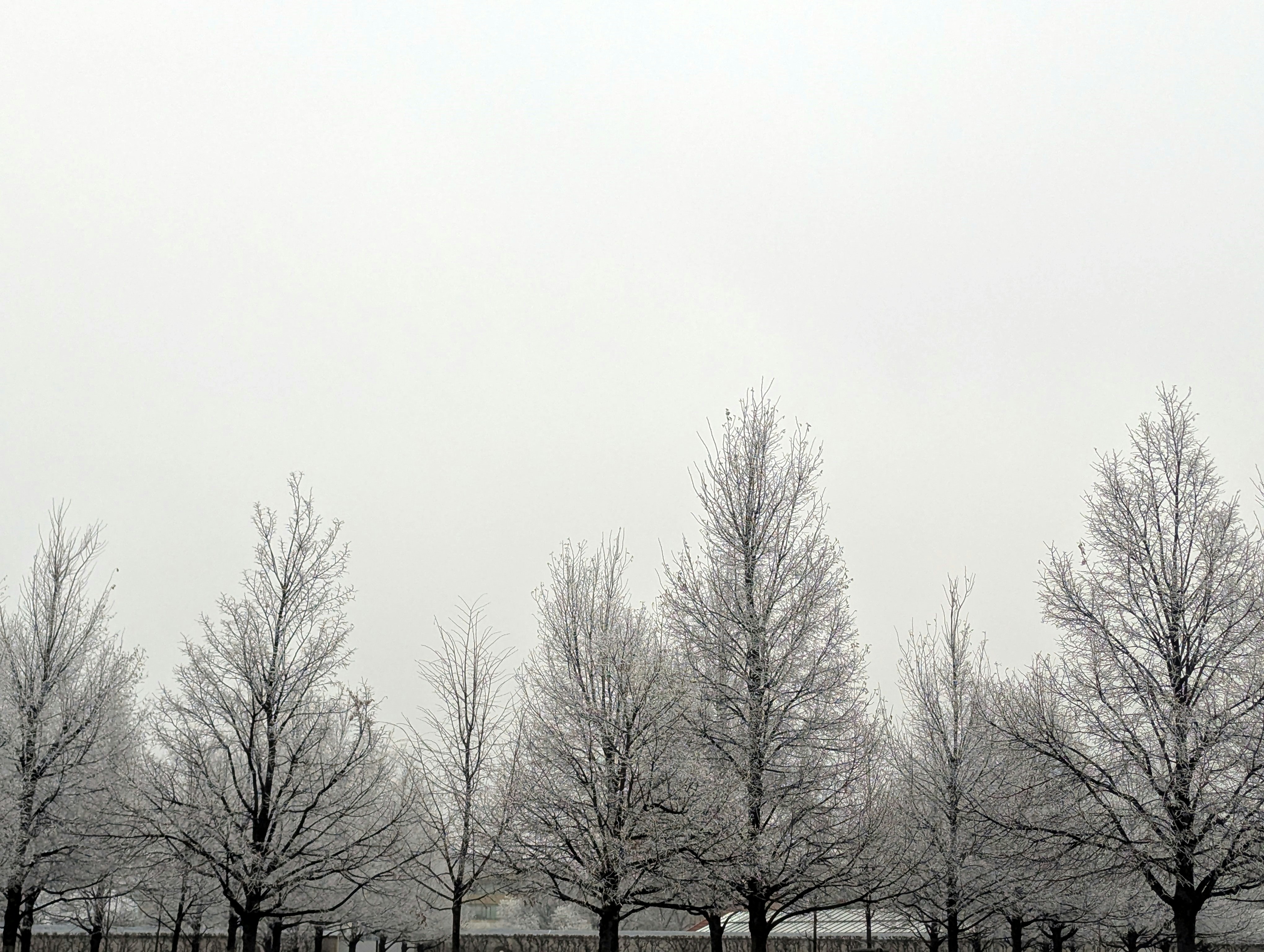 Snow-kissed Row: A Quiet Line of Frosted Trees
