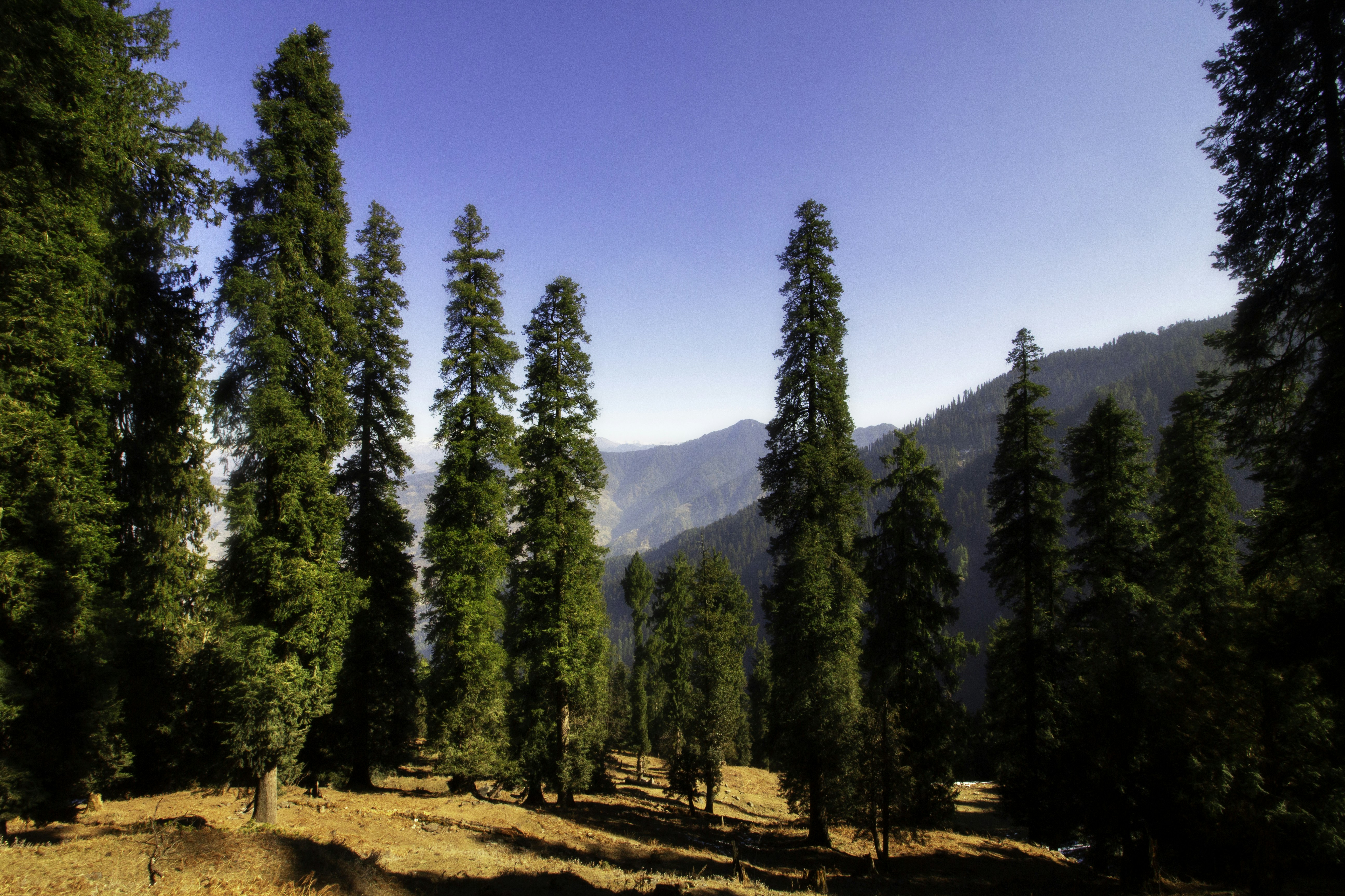 Golden Pines: A Sunlit Mountain Vista