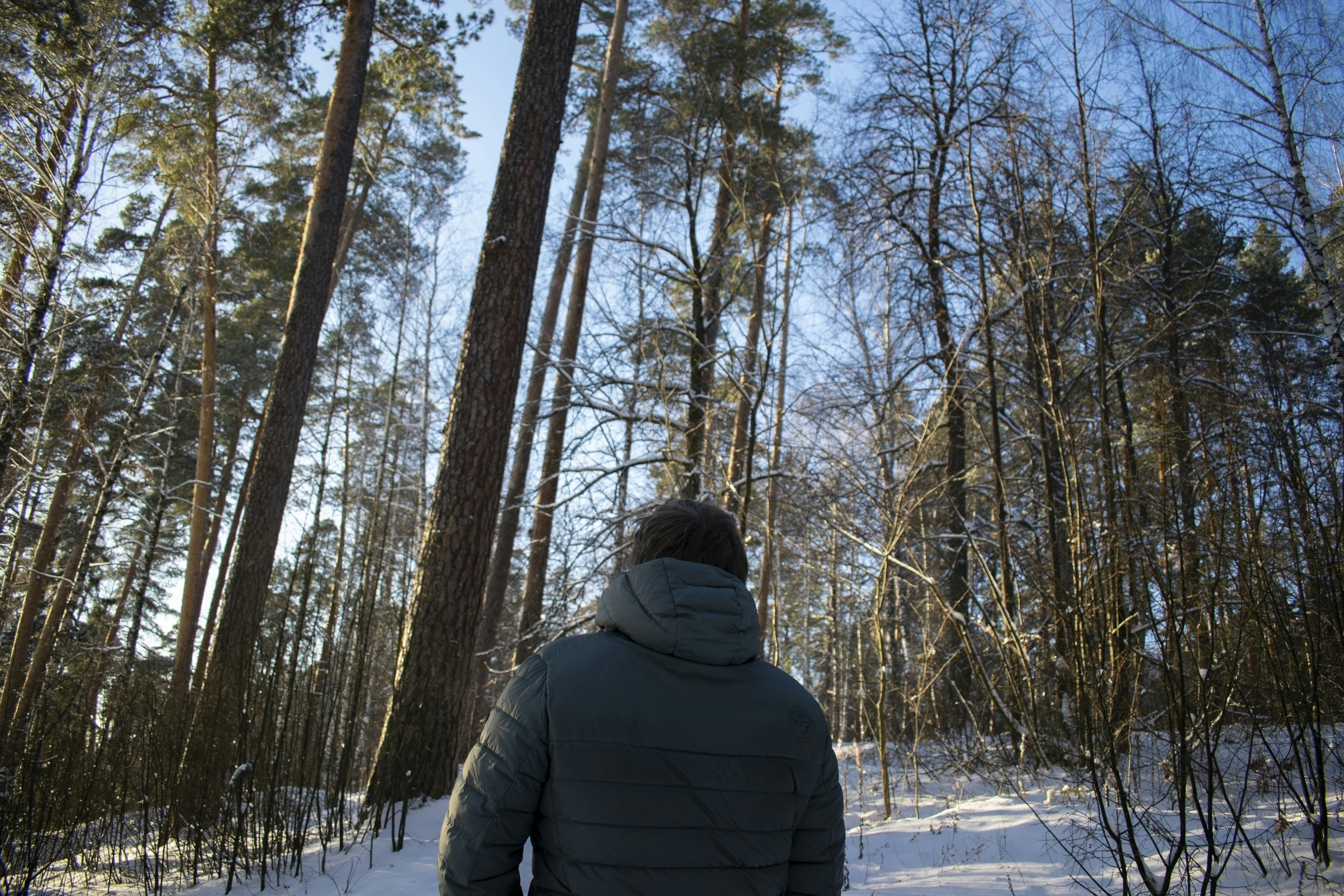 Solitary Stroll Through Whispering Pines